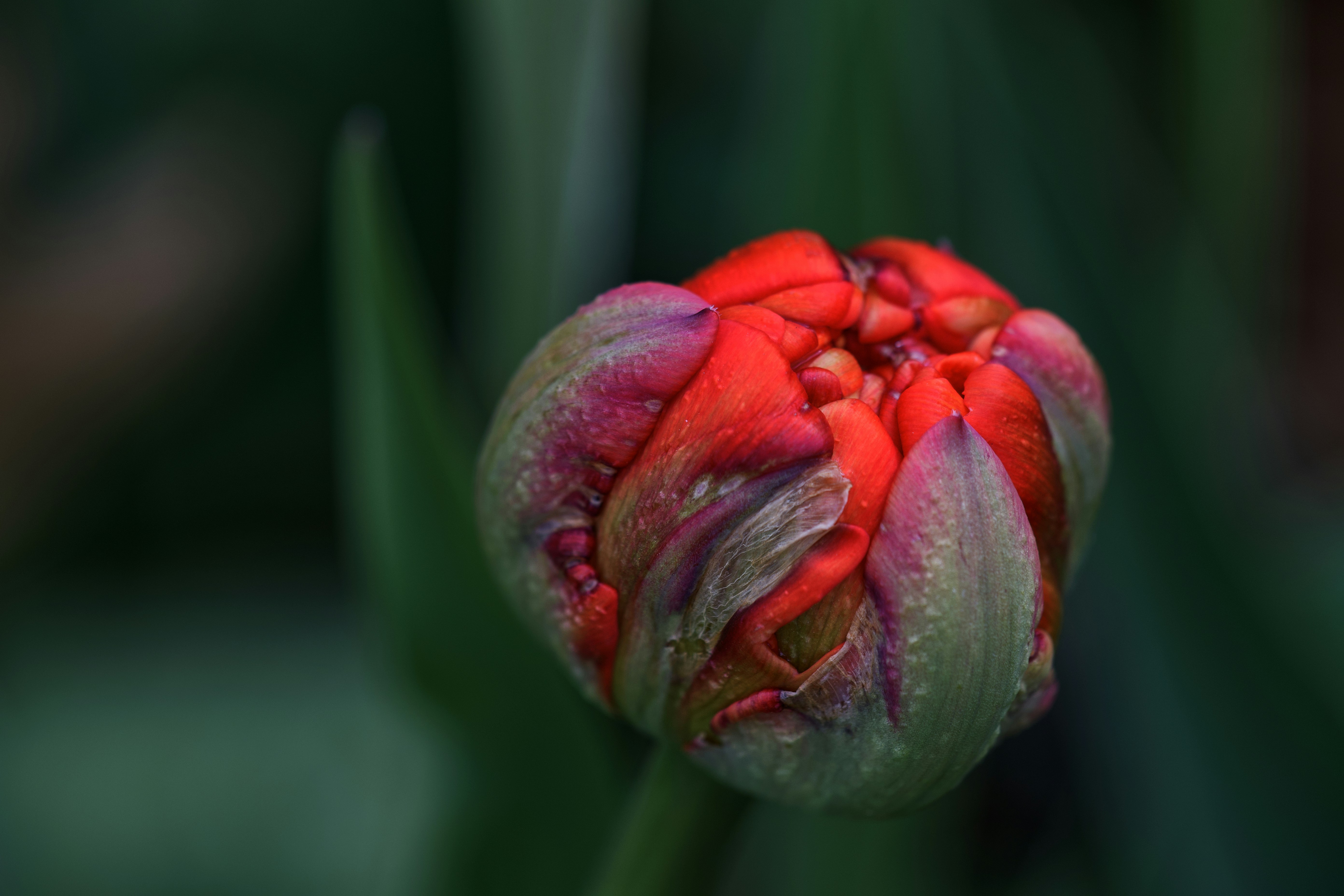Crisp red tulip blossom ready to bloom and to bring color into the world