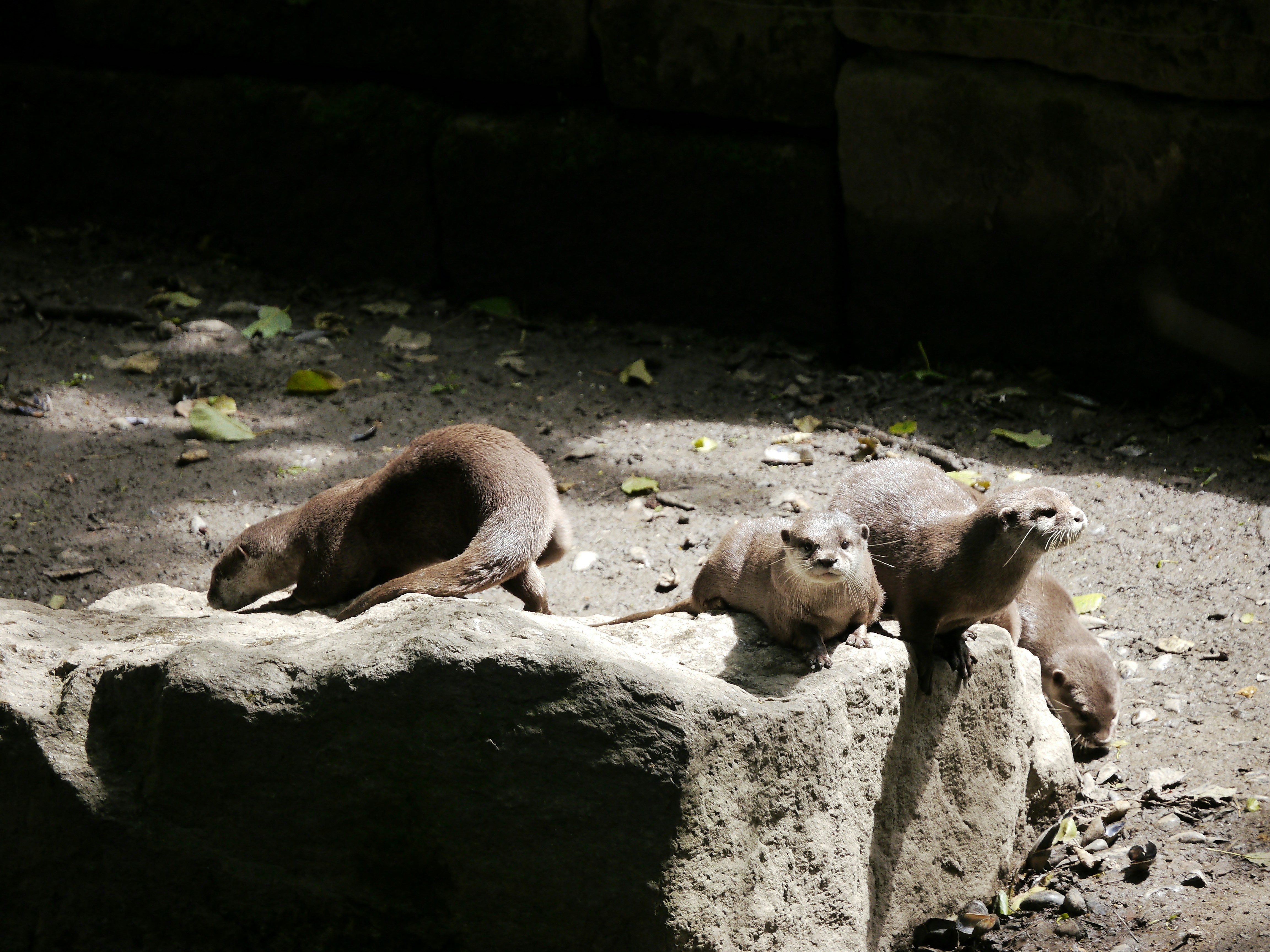 Four playful otters lounging on a rock in a shaded area, basking in dappled sunlight.