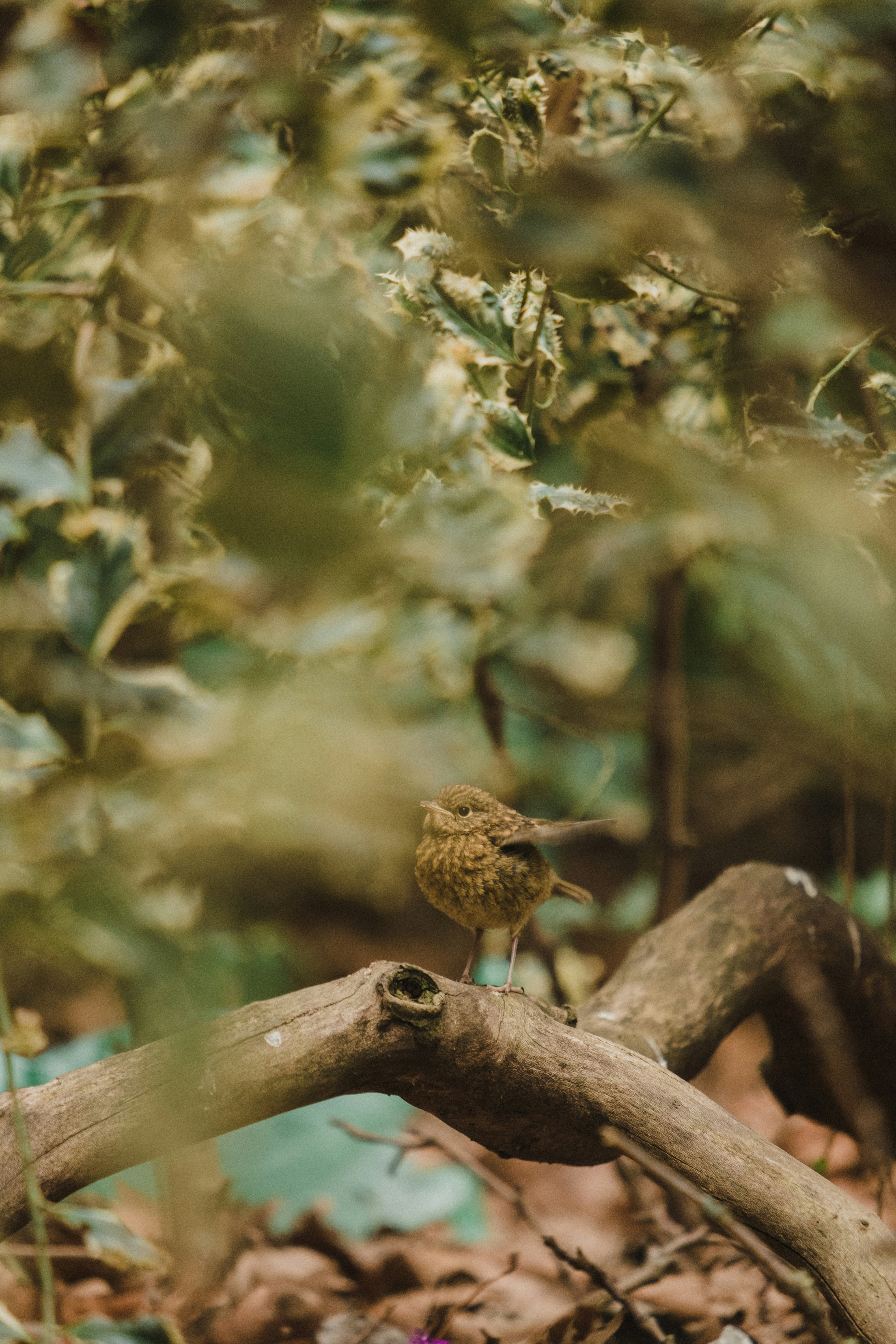 Hushed Perch: a Small Brown Bird on a Weathered Branch in Soft Forest Light