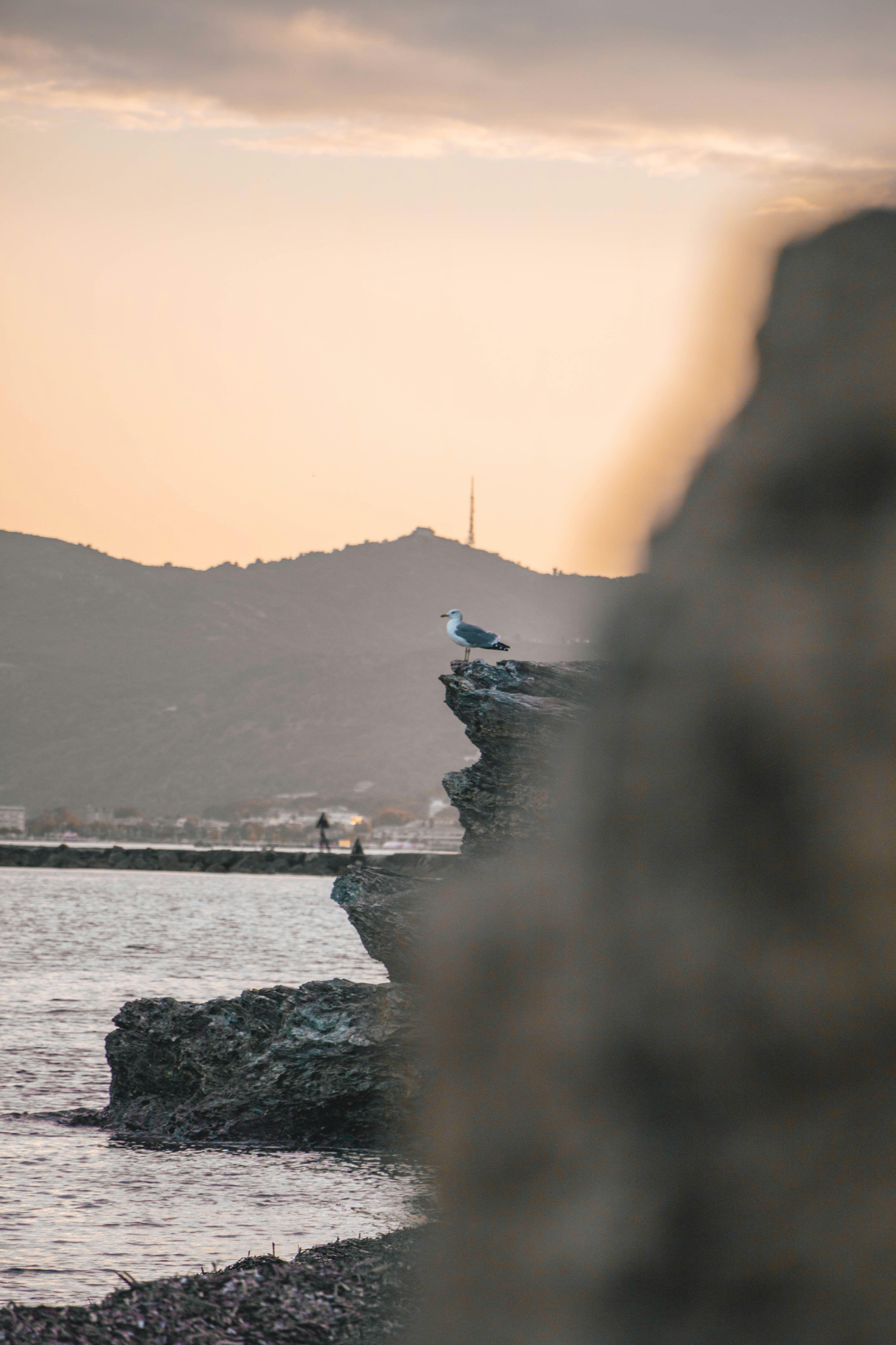 A seagull stands perched on a rocky outcrop, silhouetted against a soft, glowing sunset over the water.