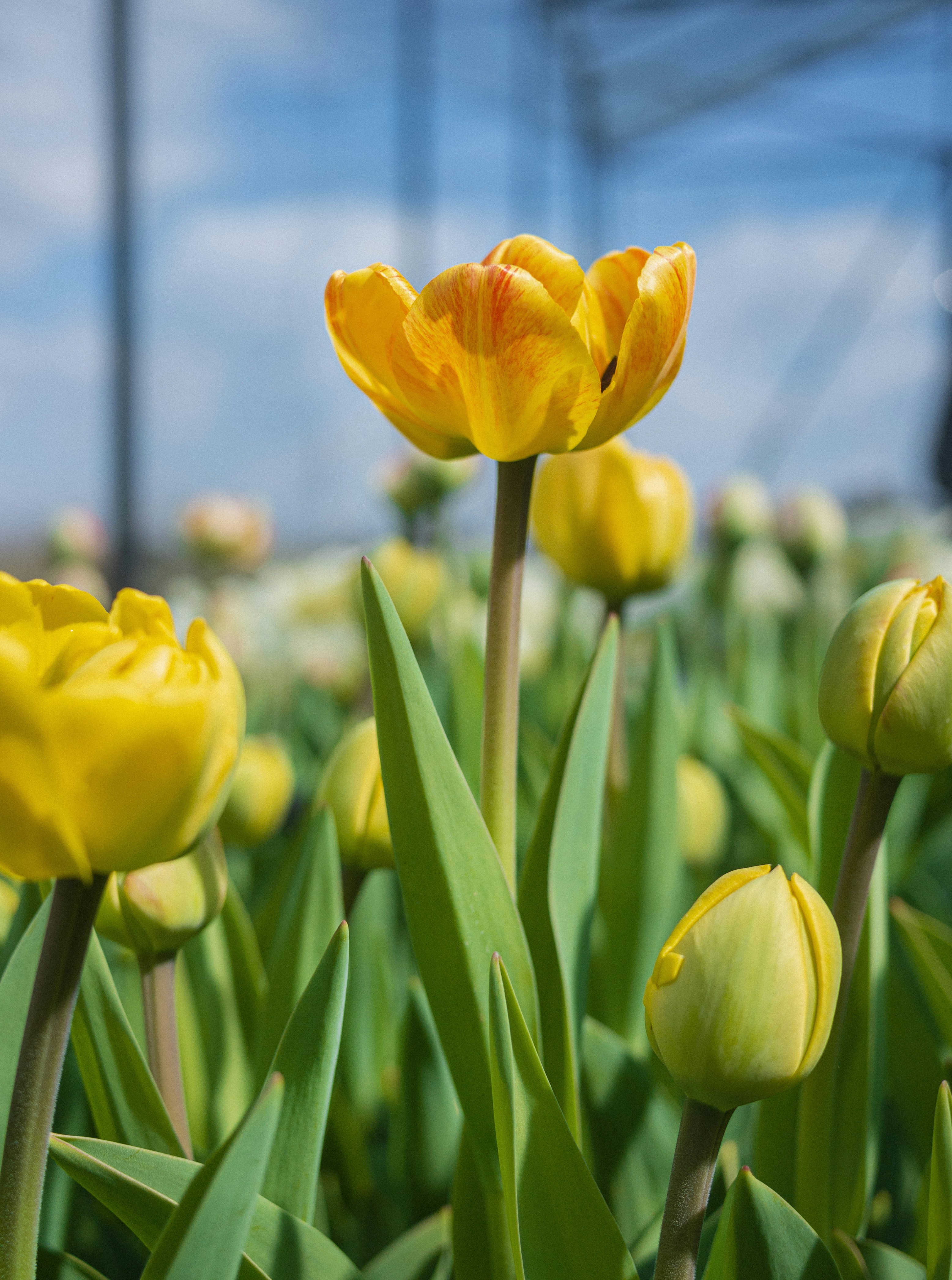 Vibrant yellow tulips stand tall among lush green foliage under a clear blue sky.
