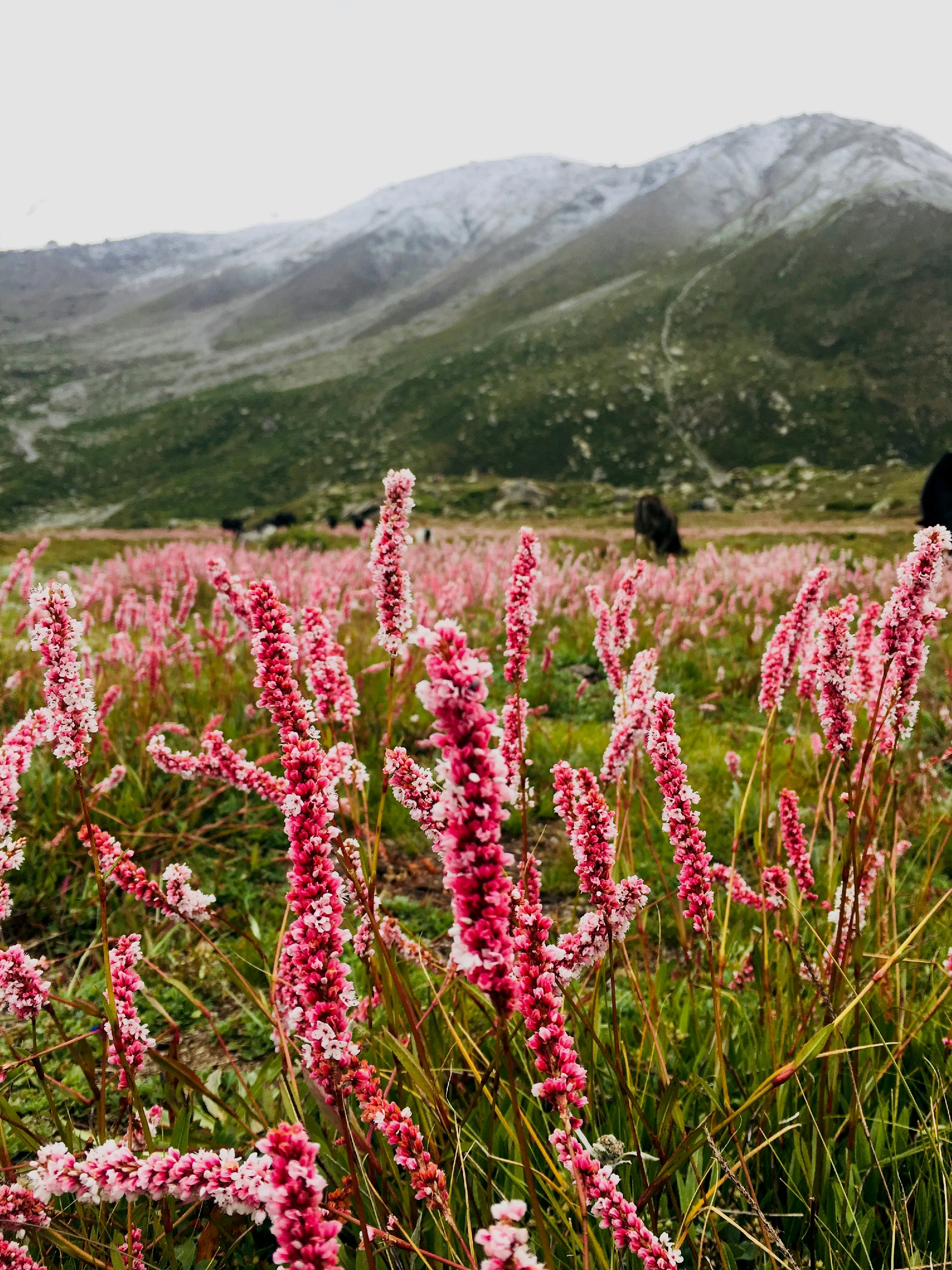 Pink Spike Meadow under Mountain Ridge