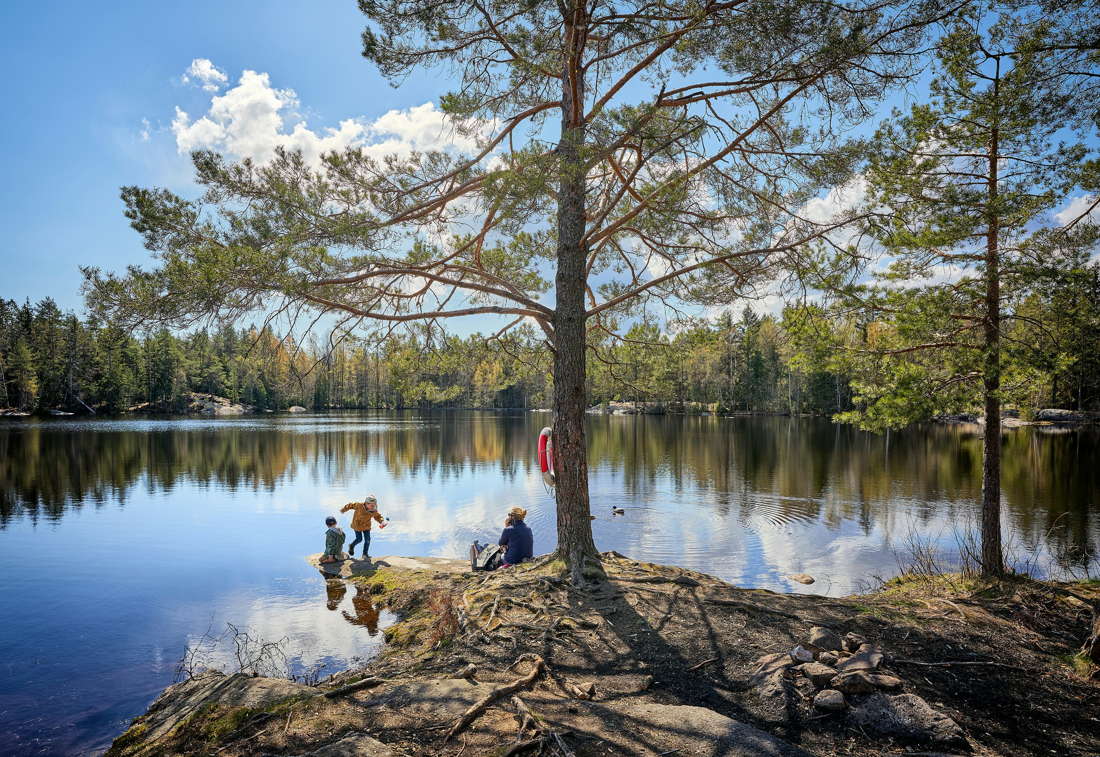 Pine Sentinel by a Quiet Lake: Friends at the Water's Edge