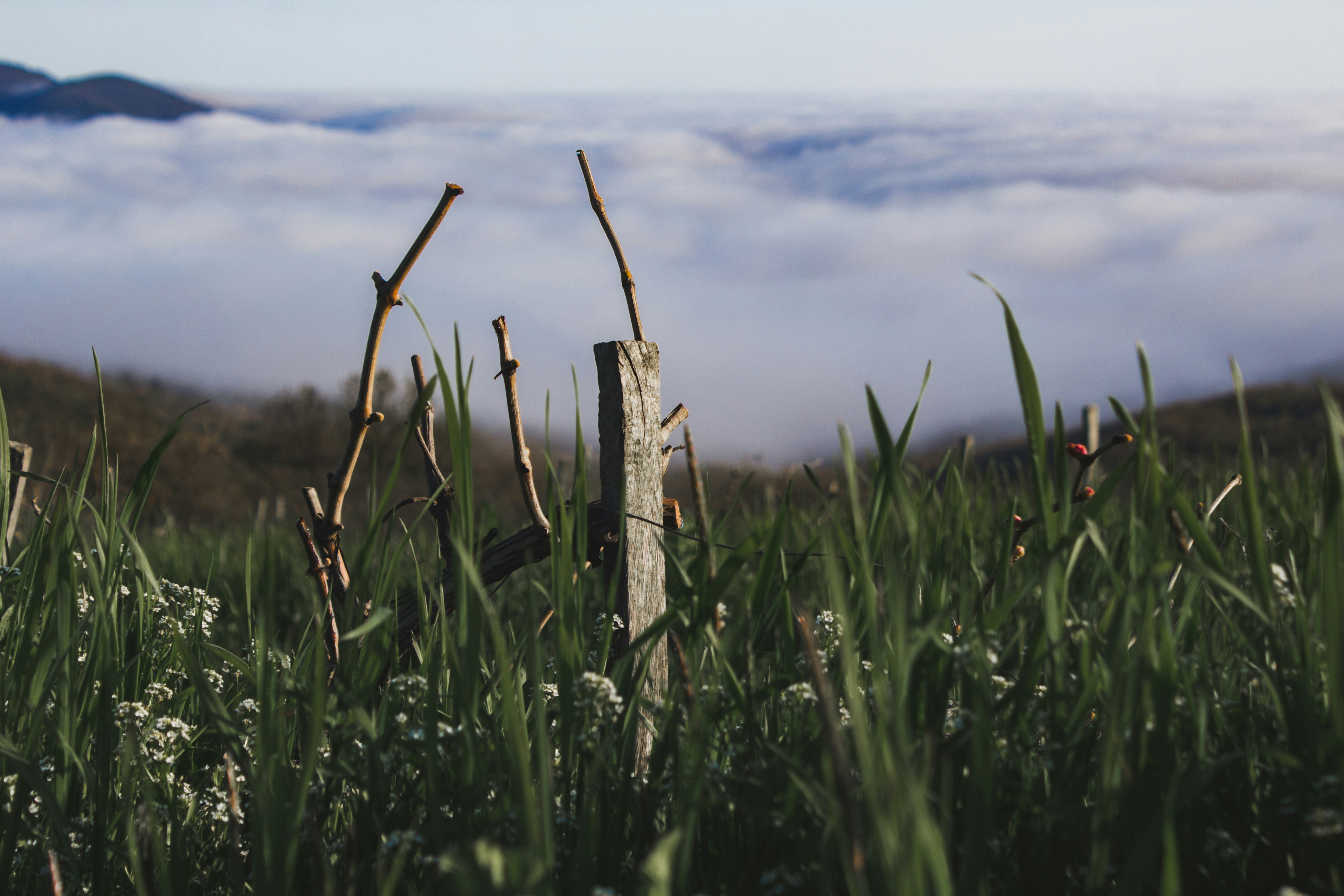 Tall grass and vine stakes rise in a vineyard shrouded in low clouds with mountains in the distance.