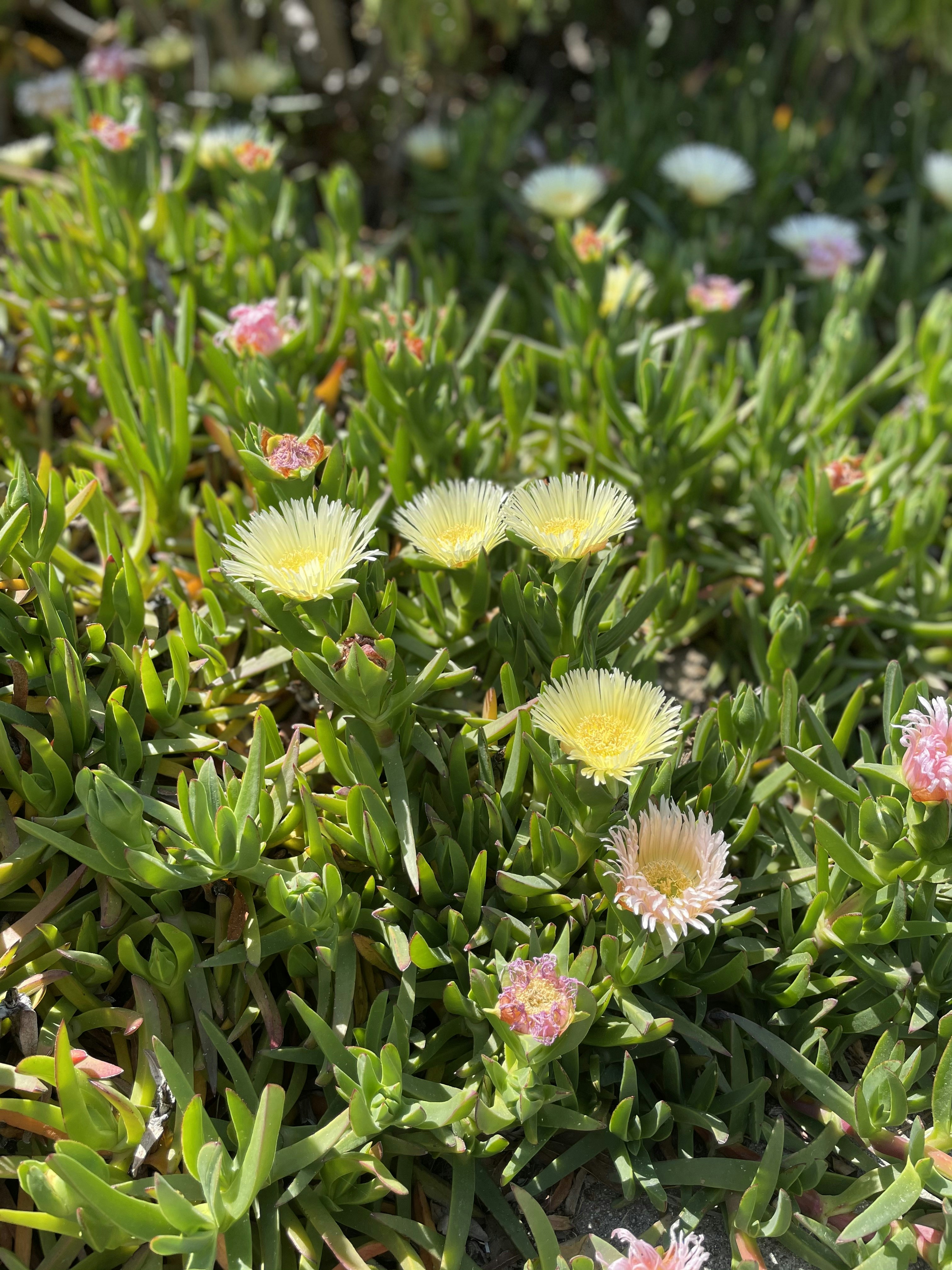 Sunlit Sea of Succulents: Yellow Bloom in a Garden Bed