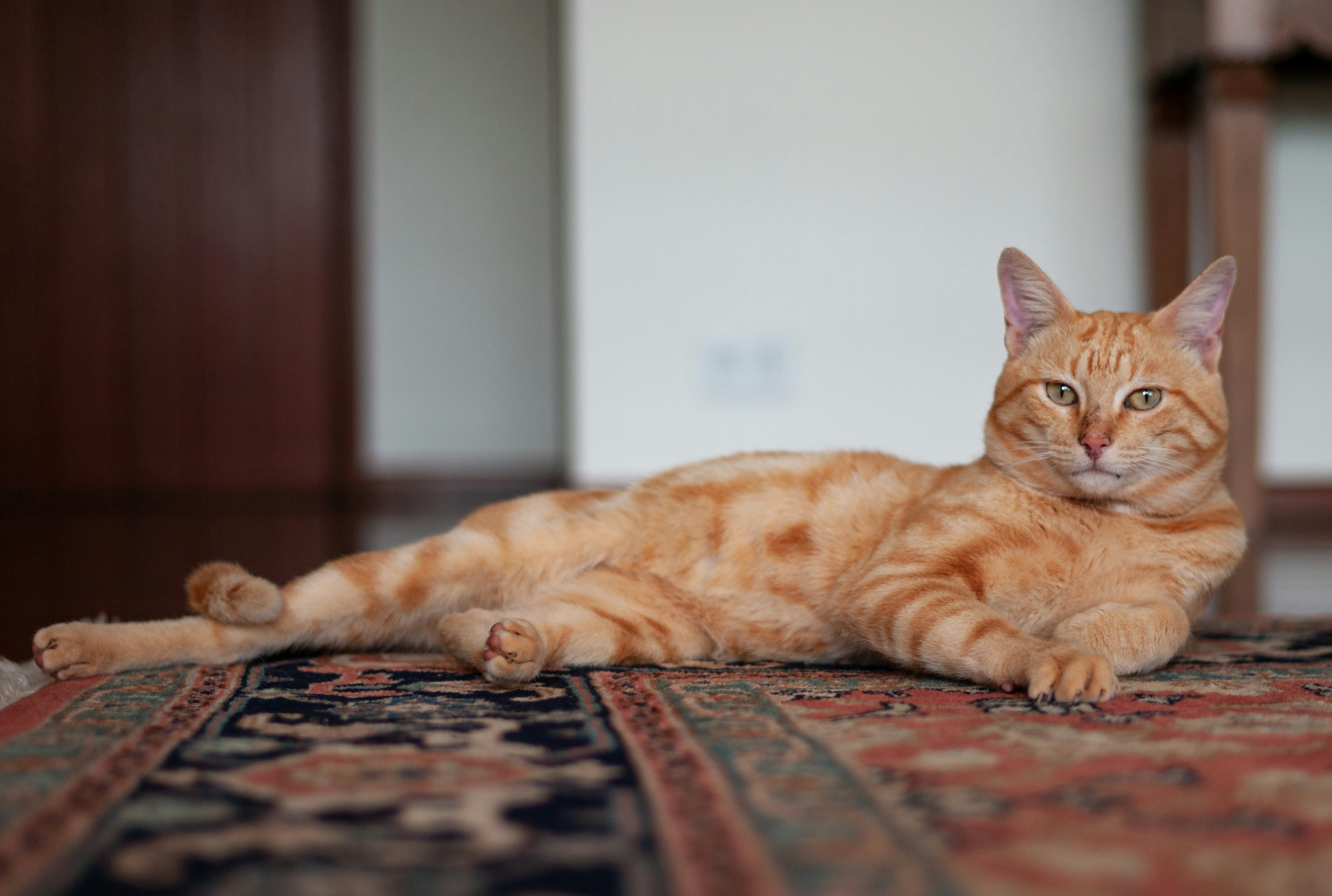 Orange tabby cat lying on red and black area rug photo – Free Grey ...