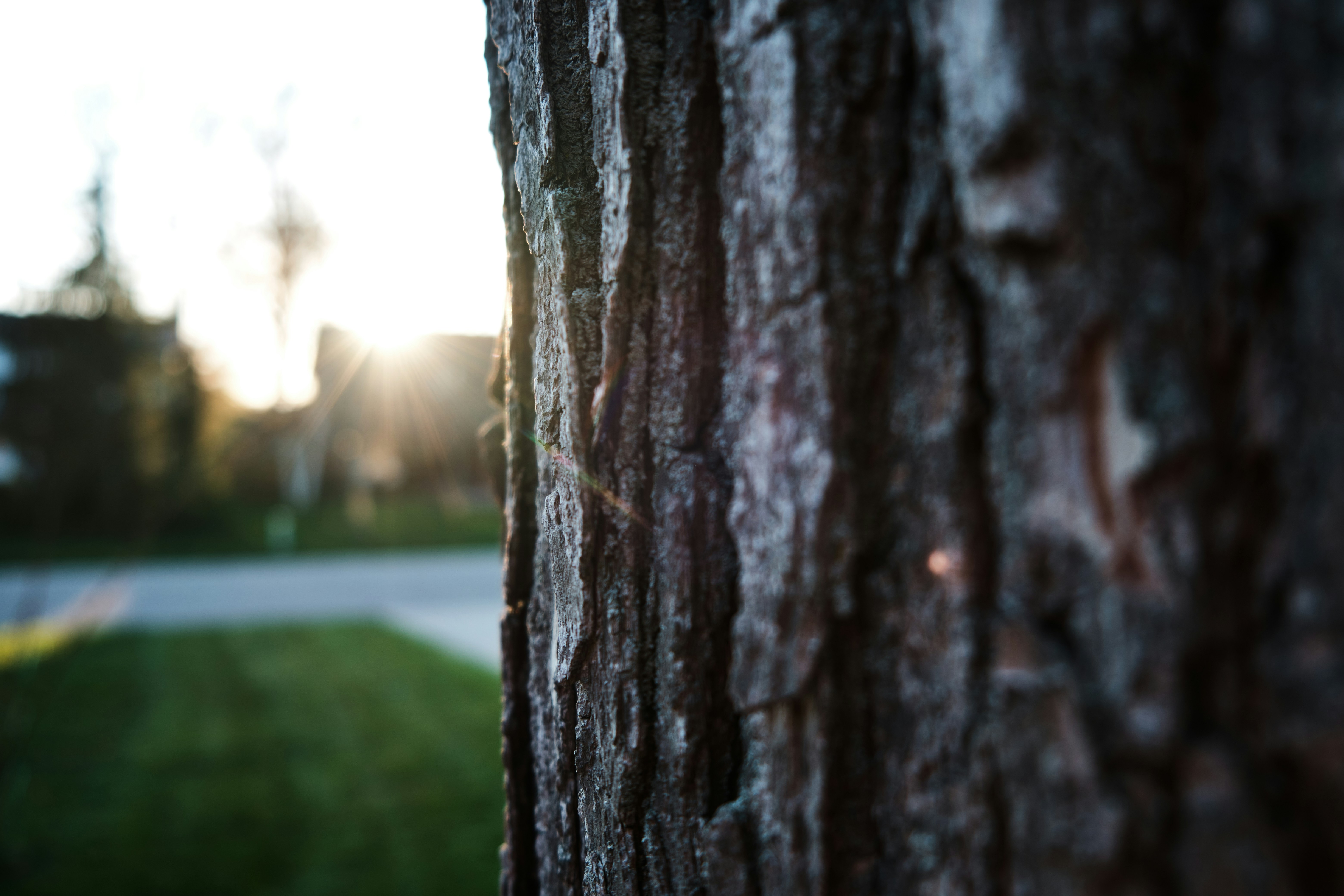 brown tree trunk during daytime