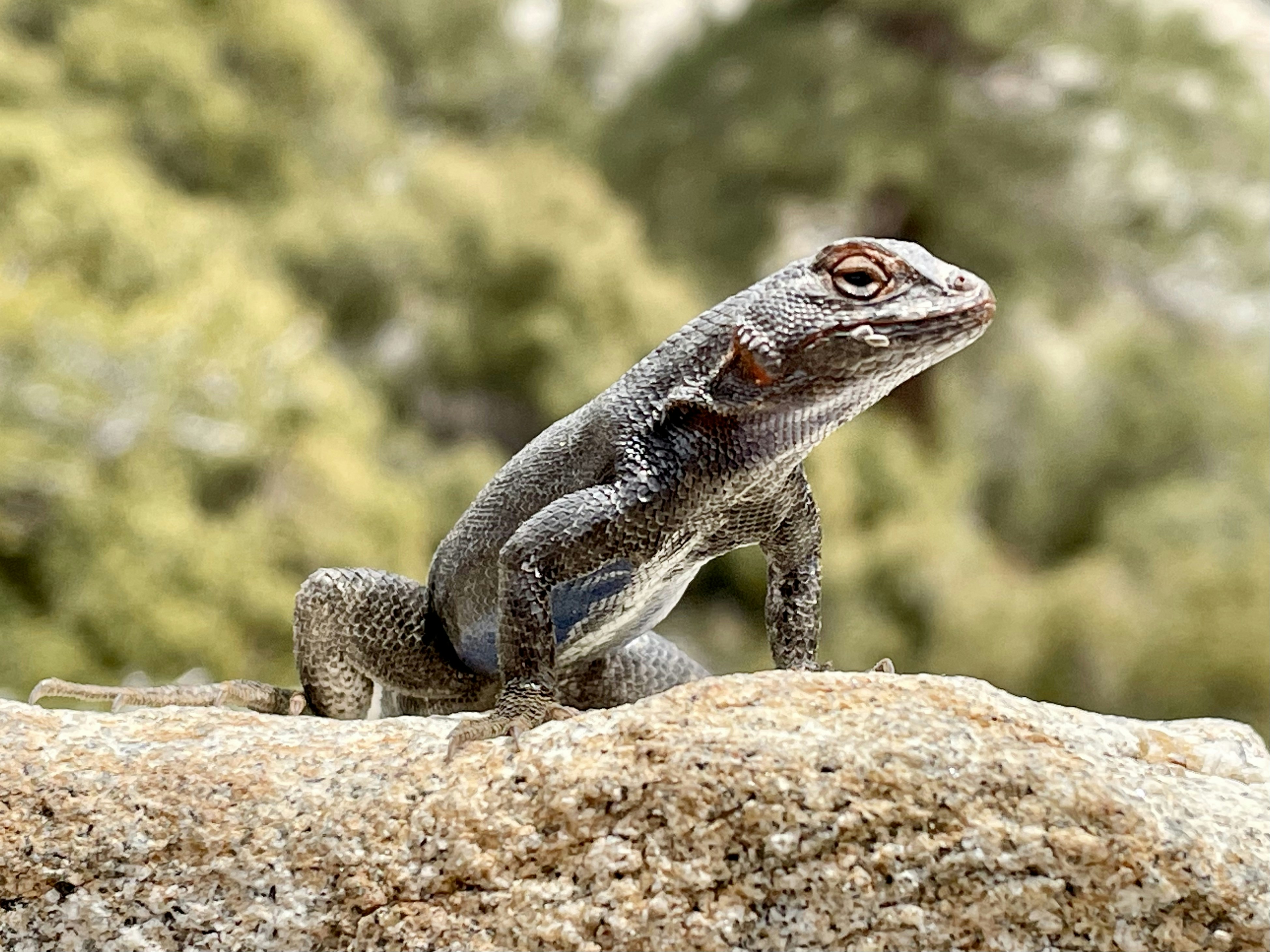 Gray and black lizard on brown rock during daytime photo – Free Lizards ...