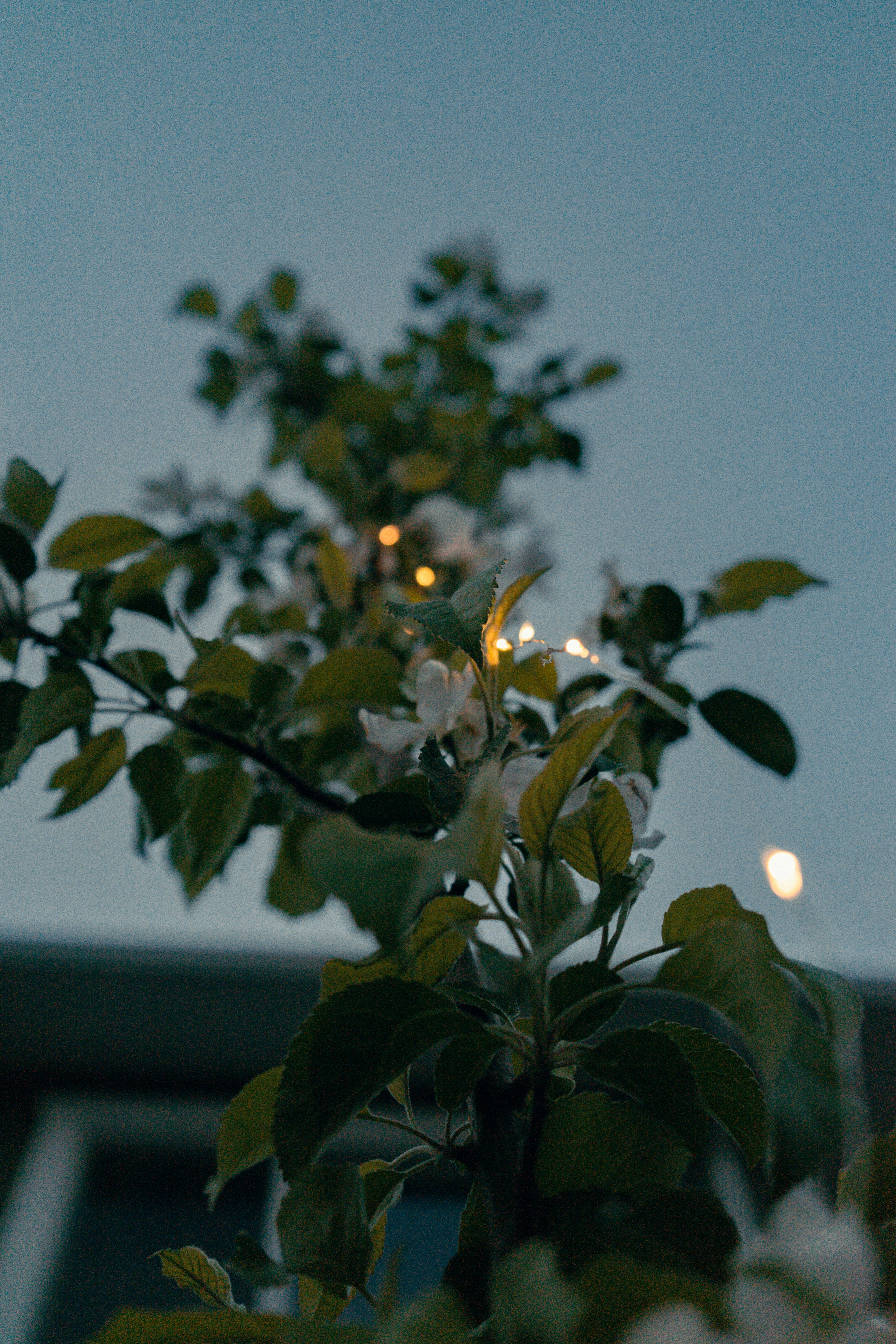 green plant with sun in the distance