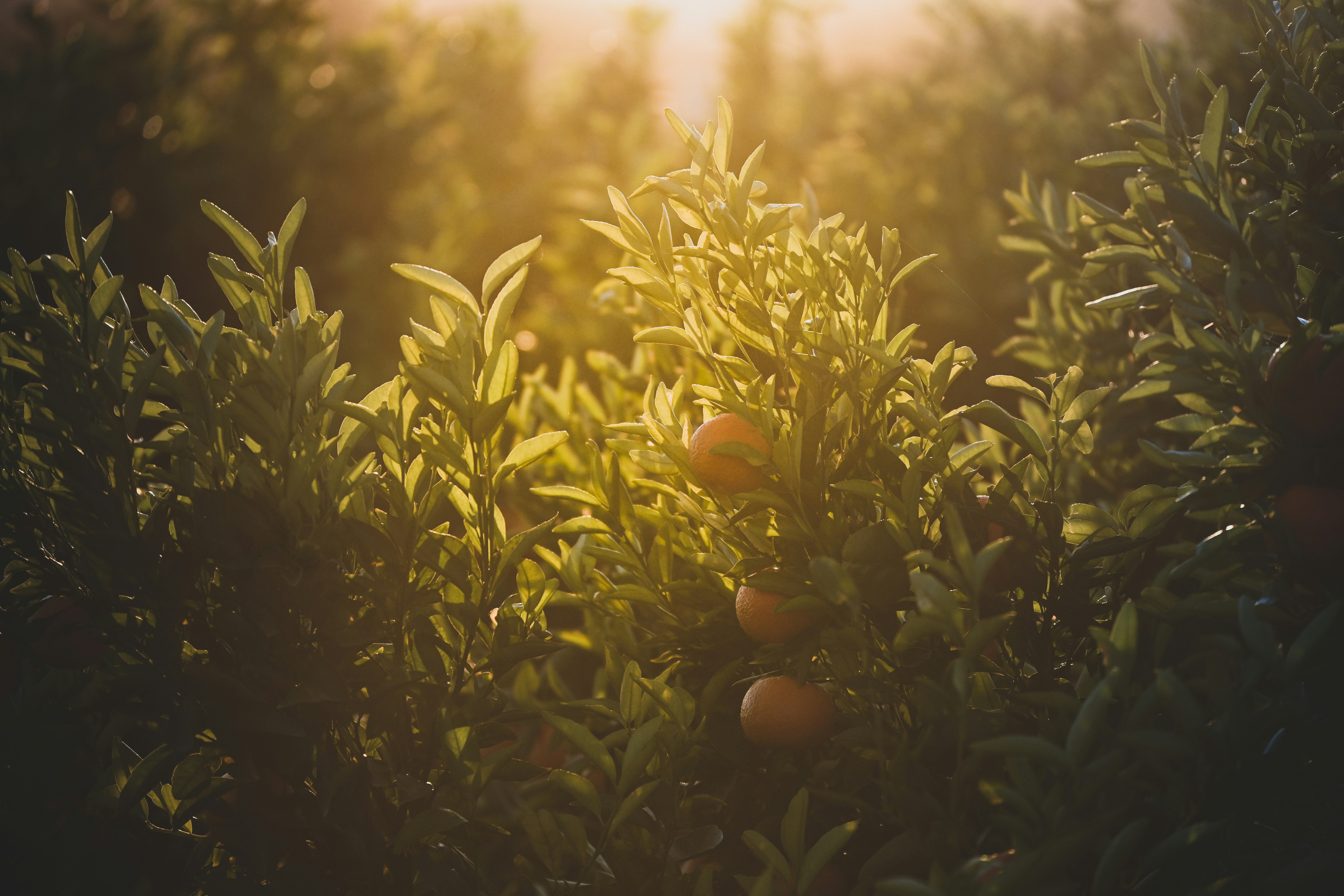 Gold Hour Citrus: Oranges Glowing Through a Dappled Orchard
