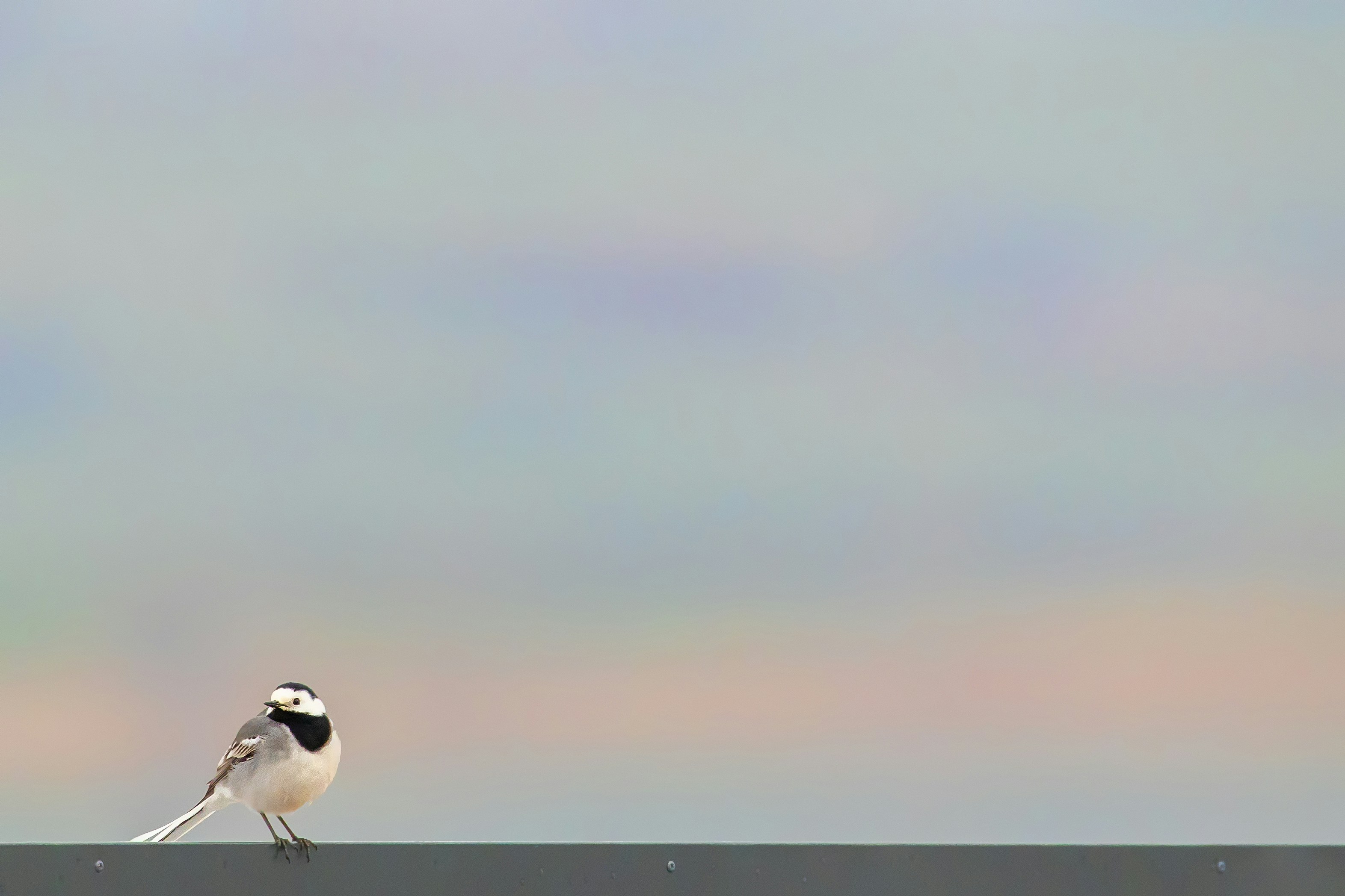 Motacilla alba