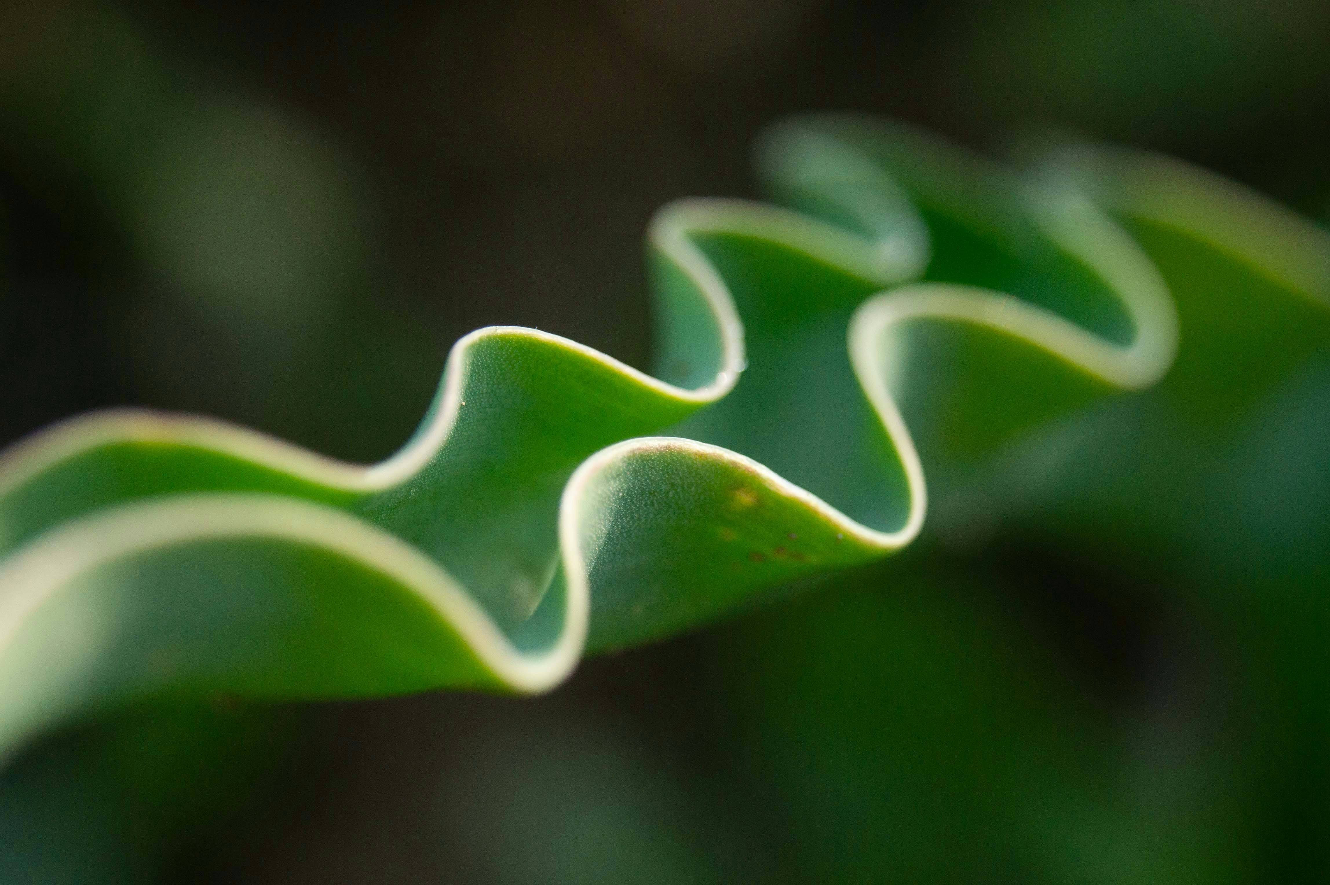 Macro close-up of a curling green leaf edge with a pale margin against a softly blurred background.