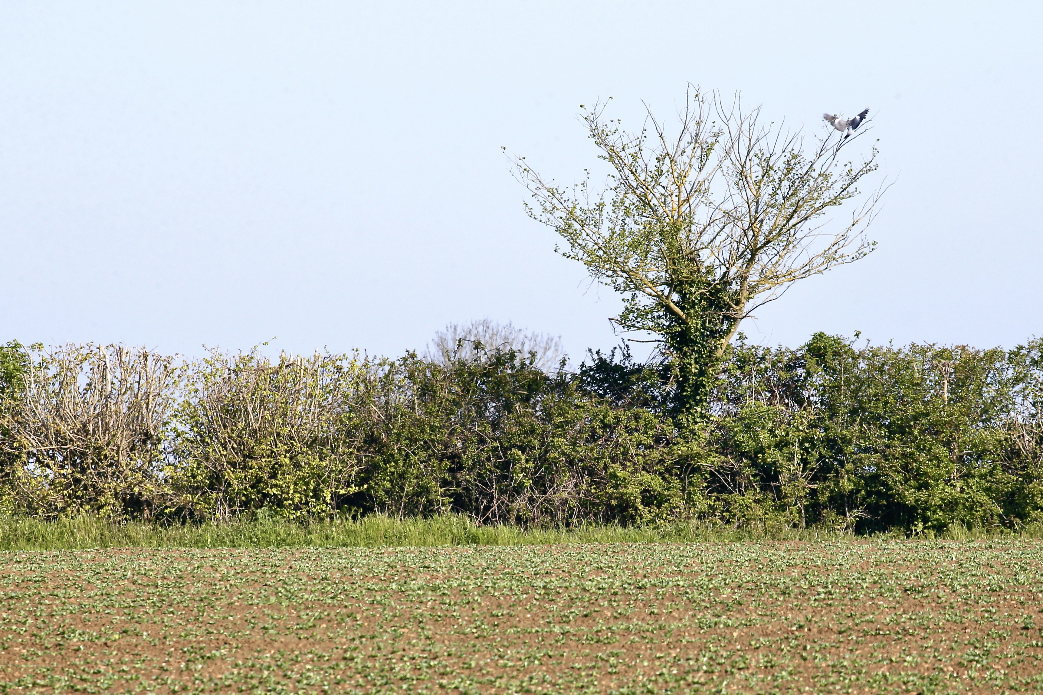 Lone Tree at the Field's Edge Under a Clear, Quiet Sky