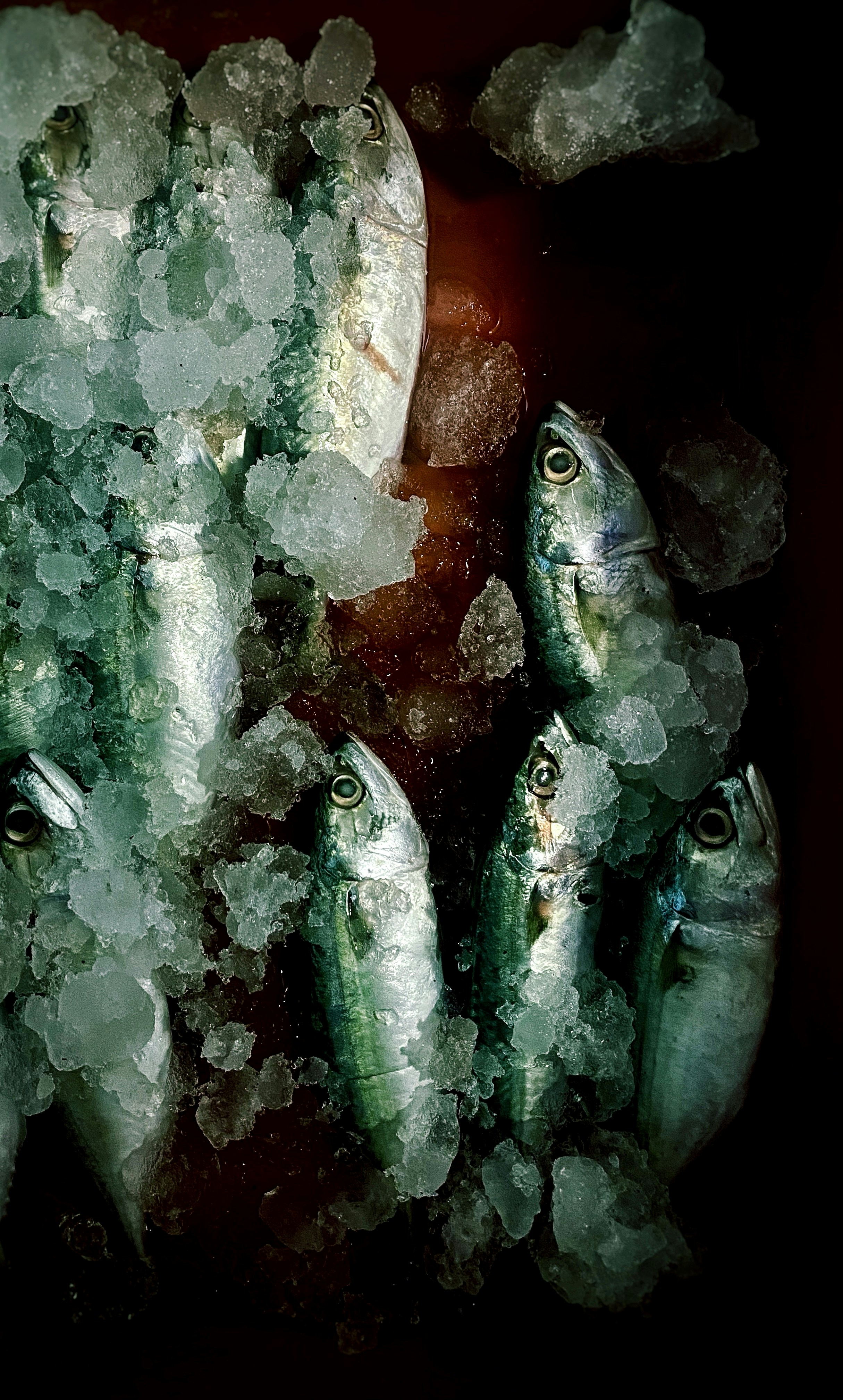 Night Ice Still-Life: Silvery Herring Nestled Among Crystalline Frost