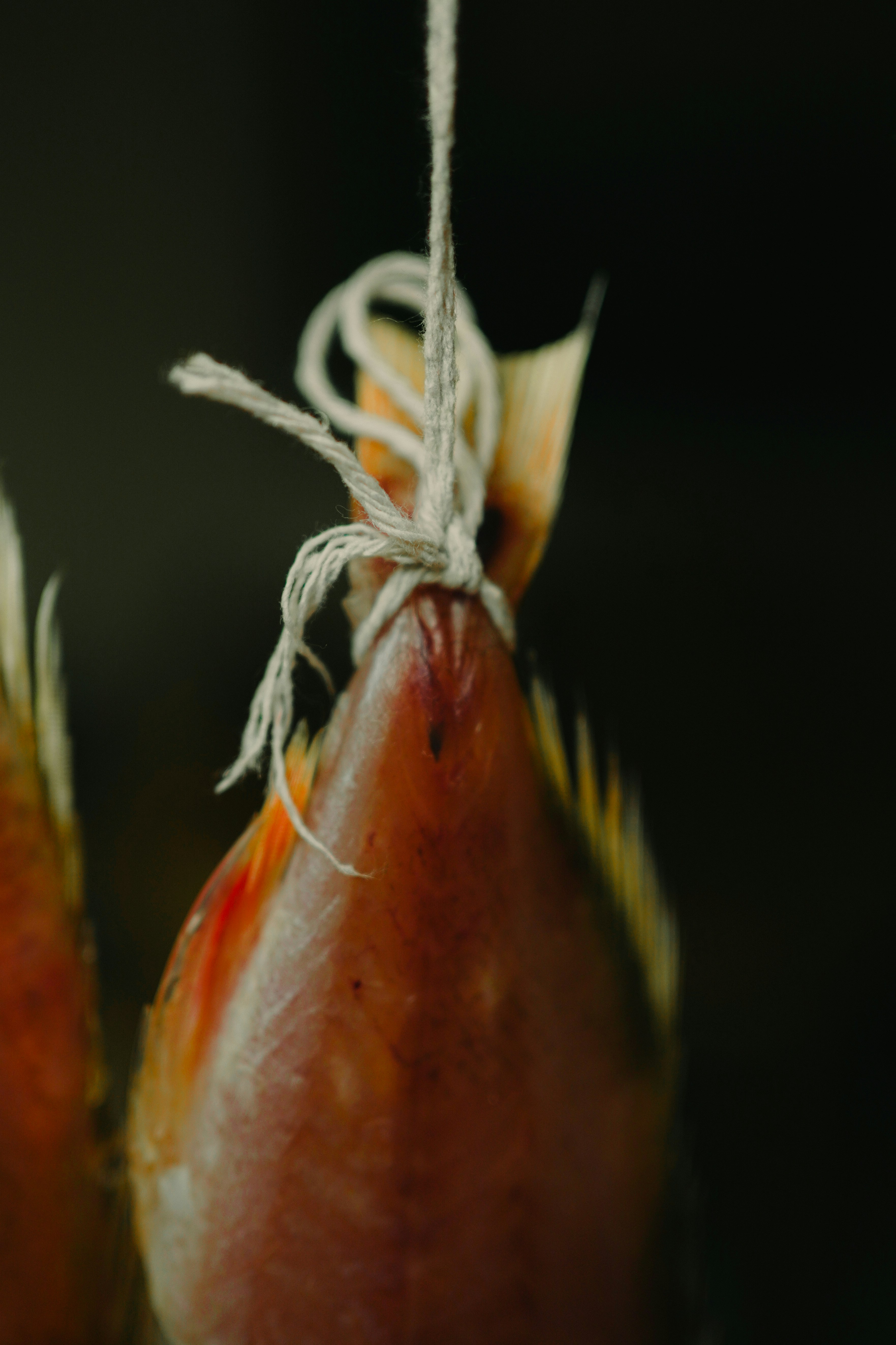 Fresh fish suspended by a string against a dark background, highlighting the intricate details of its scales and fins.