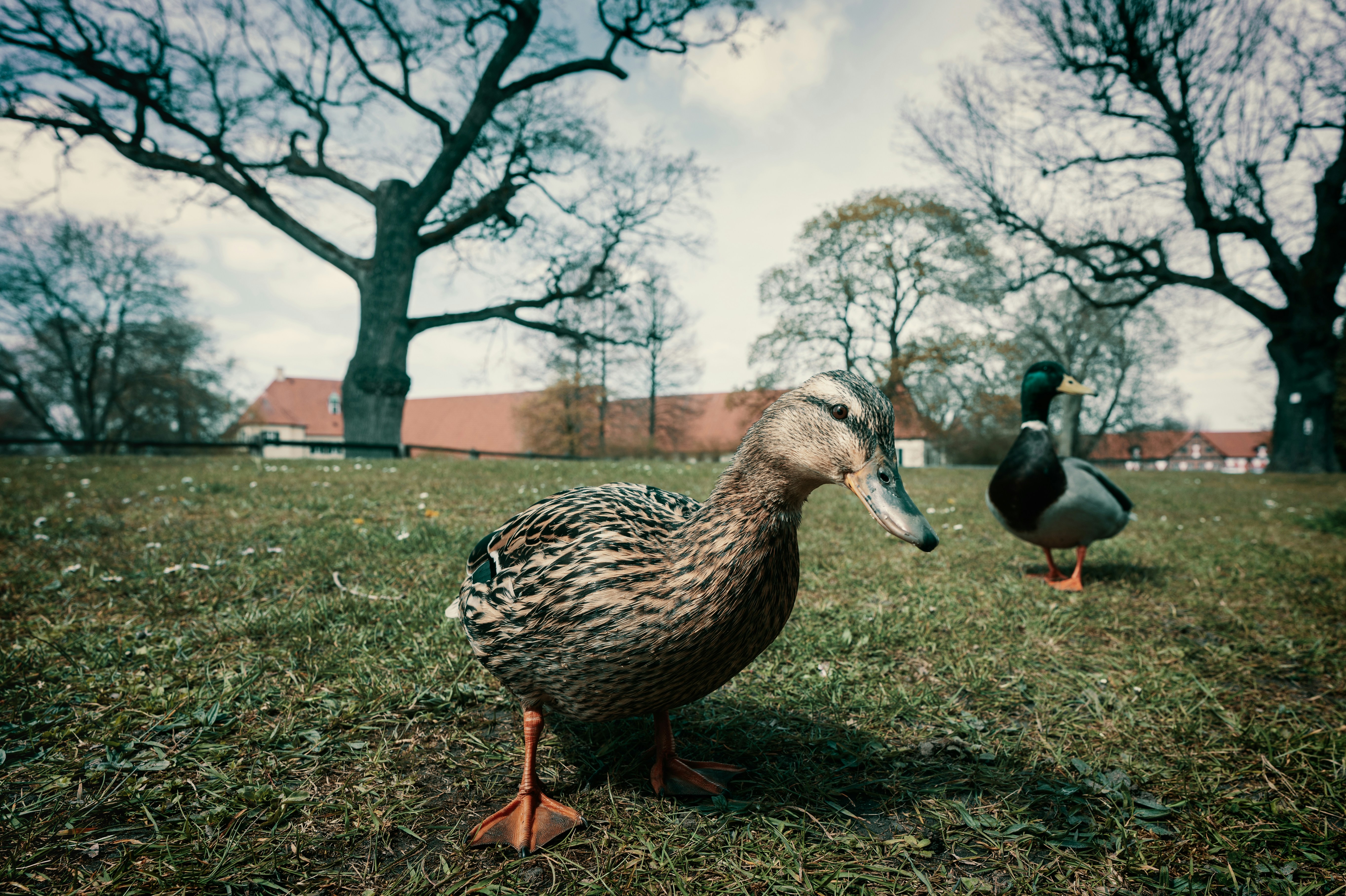 Ground-Level Portrait of a Park Duck Amid Bare Trees