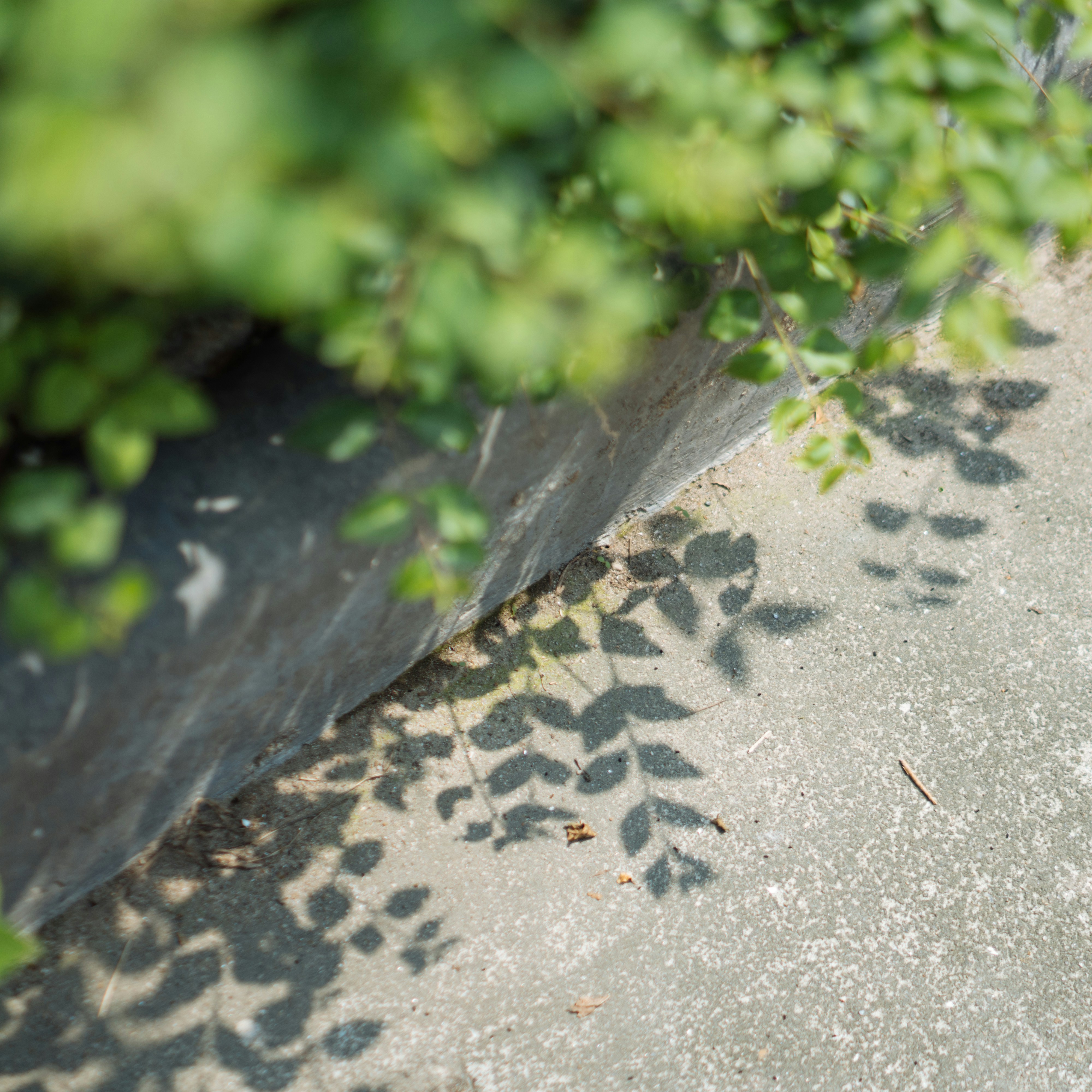 Leaf-shadow Mosaic Along a Concrete Edge