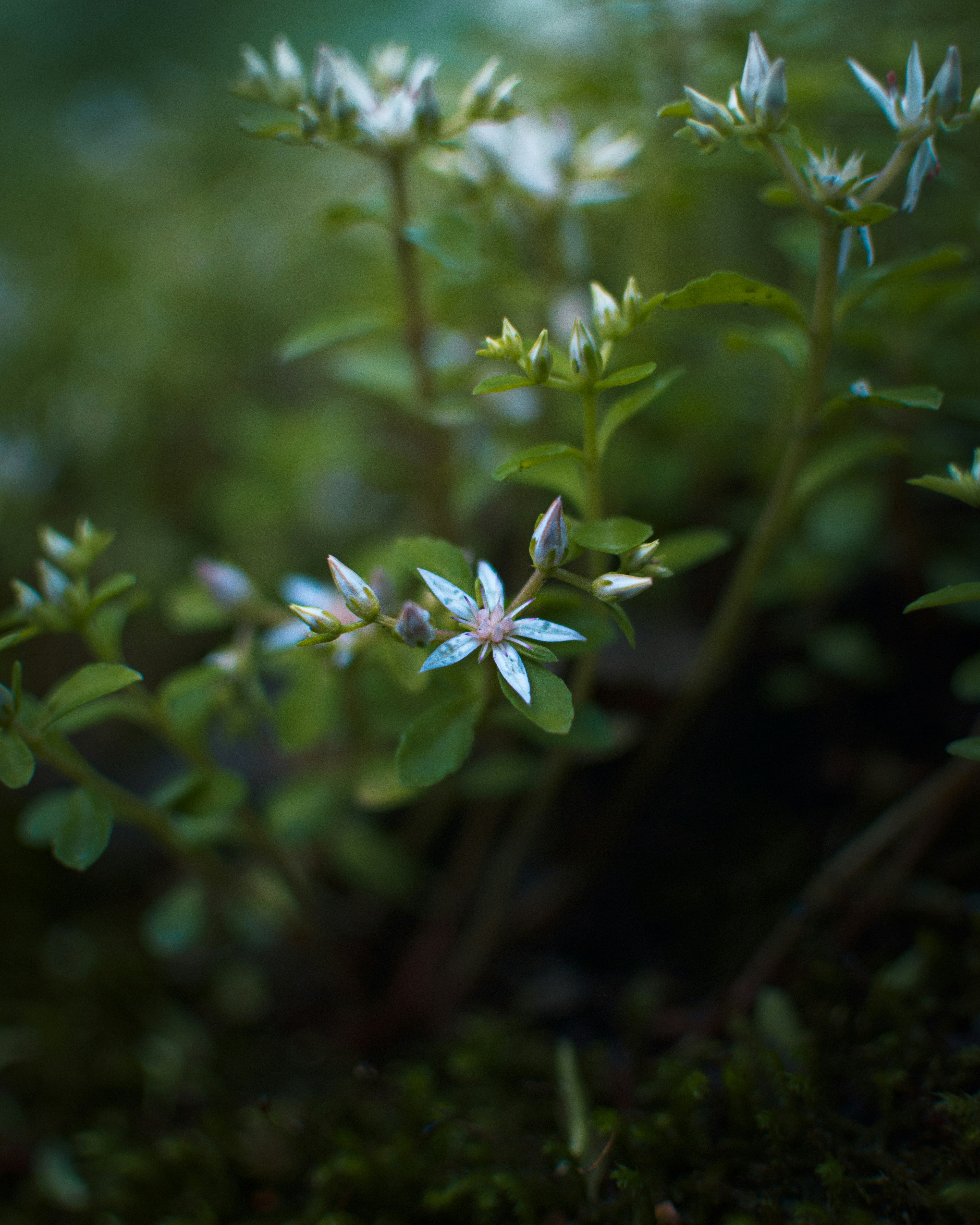 little thumbnail spring wild flower surround with mosses in selective focus photography.