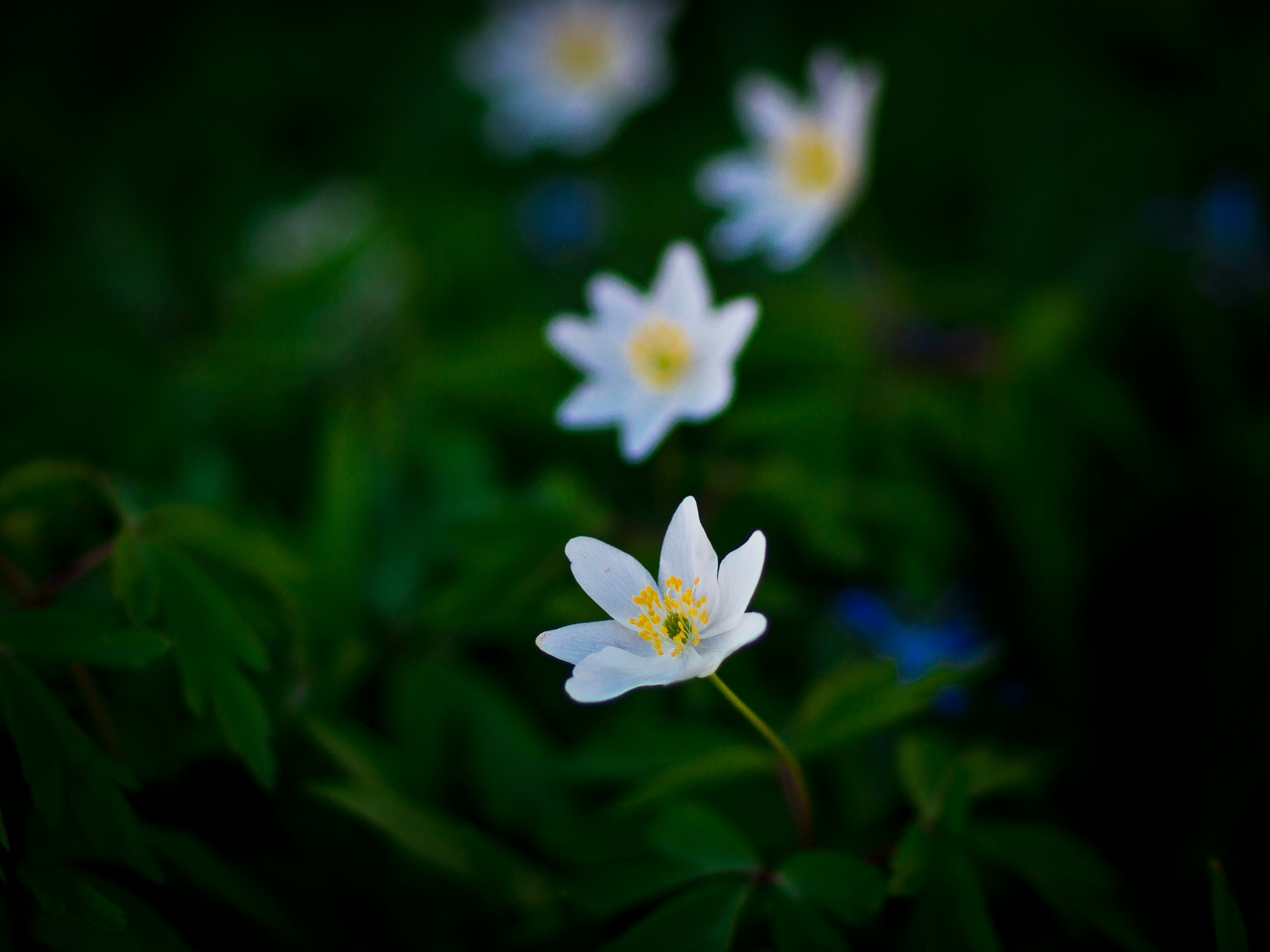 Close-up photograph of white anemone blooms with yellow centers set against a lush green background. The foreground flower is sharply focused with a softly blurred backdrop.