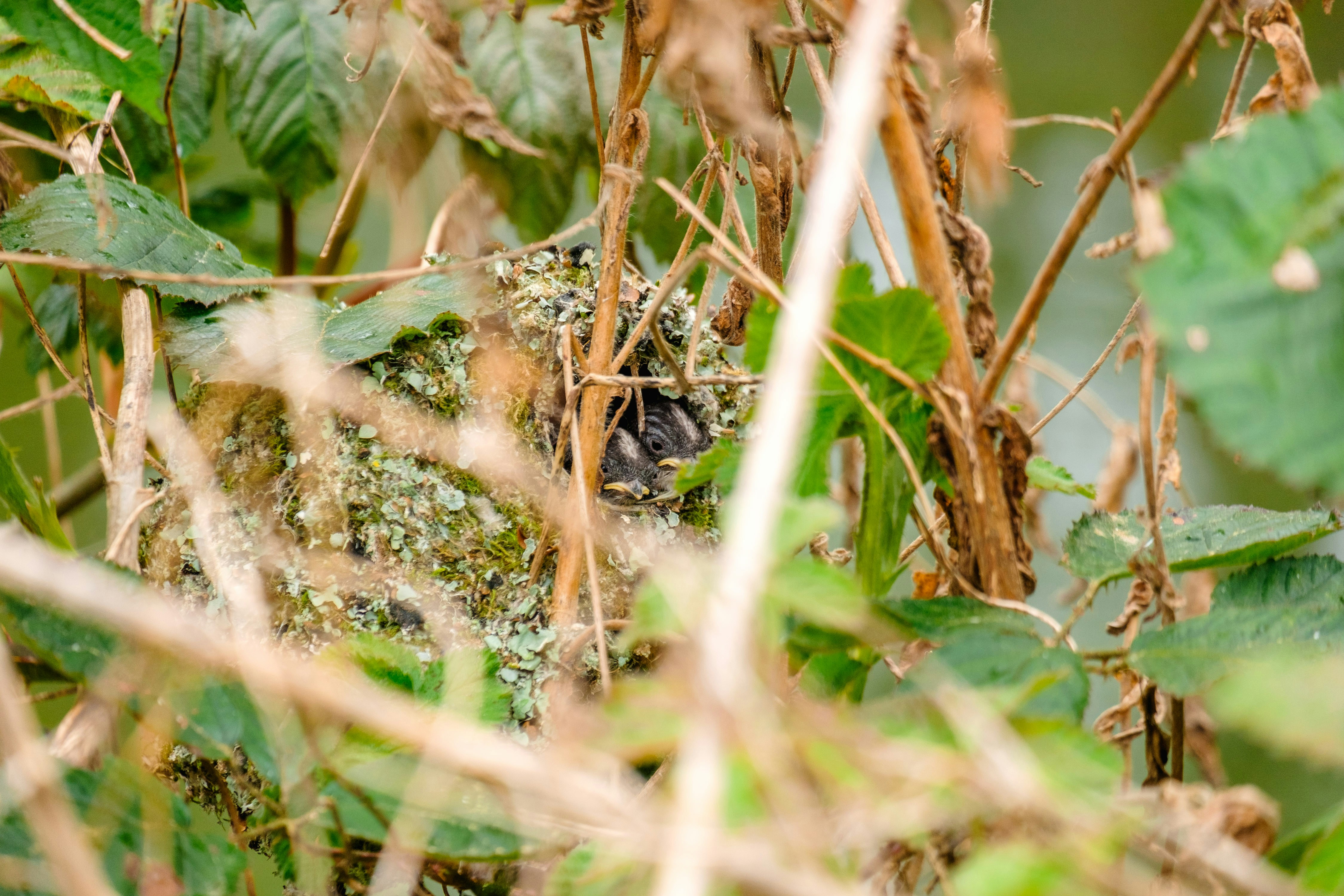 A small bird's nest camouflaged among dense foliage, showcasing the intricate relationship between wildlife and their environment.