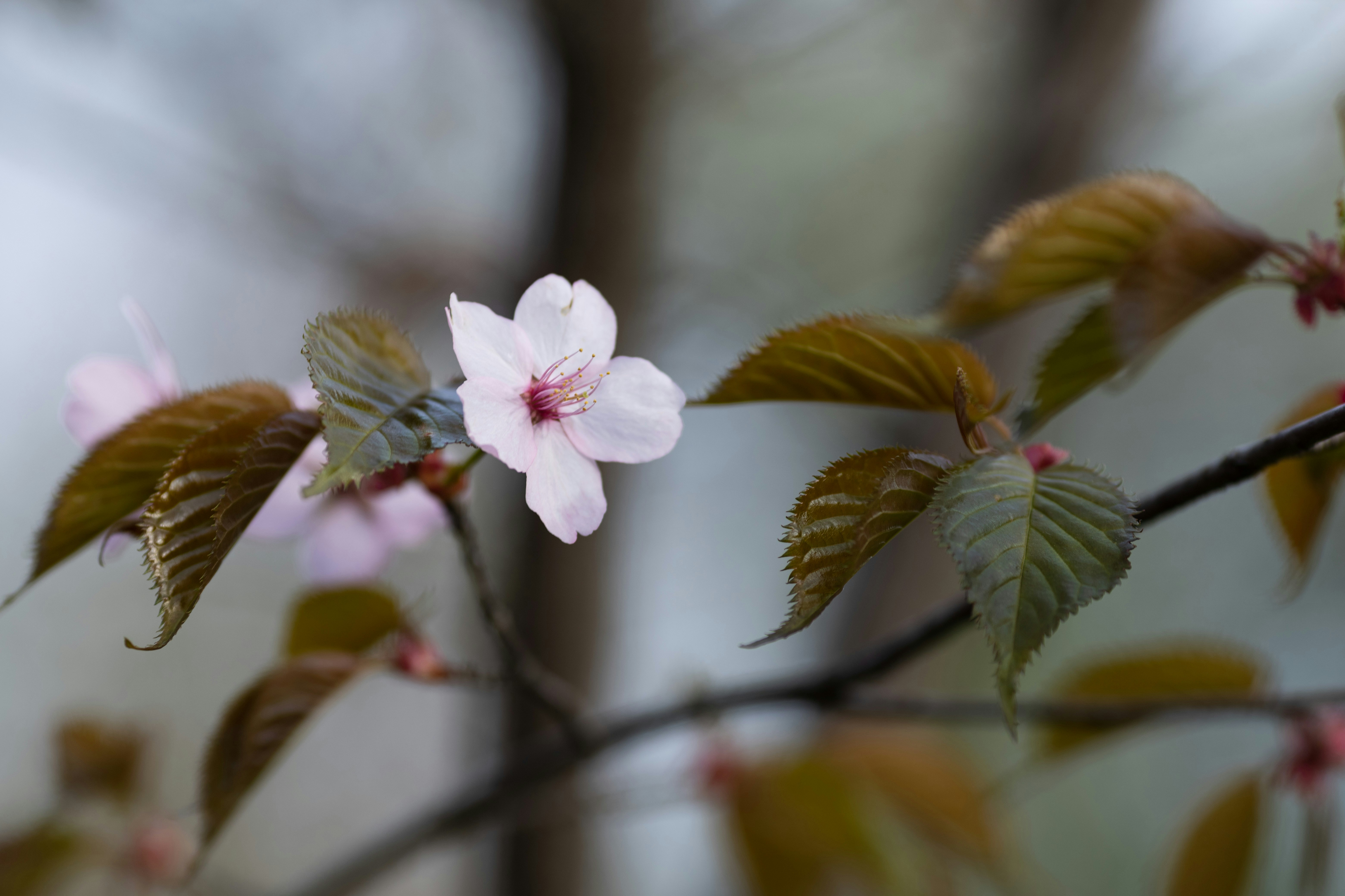 pink cherry blossom in close up photography
