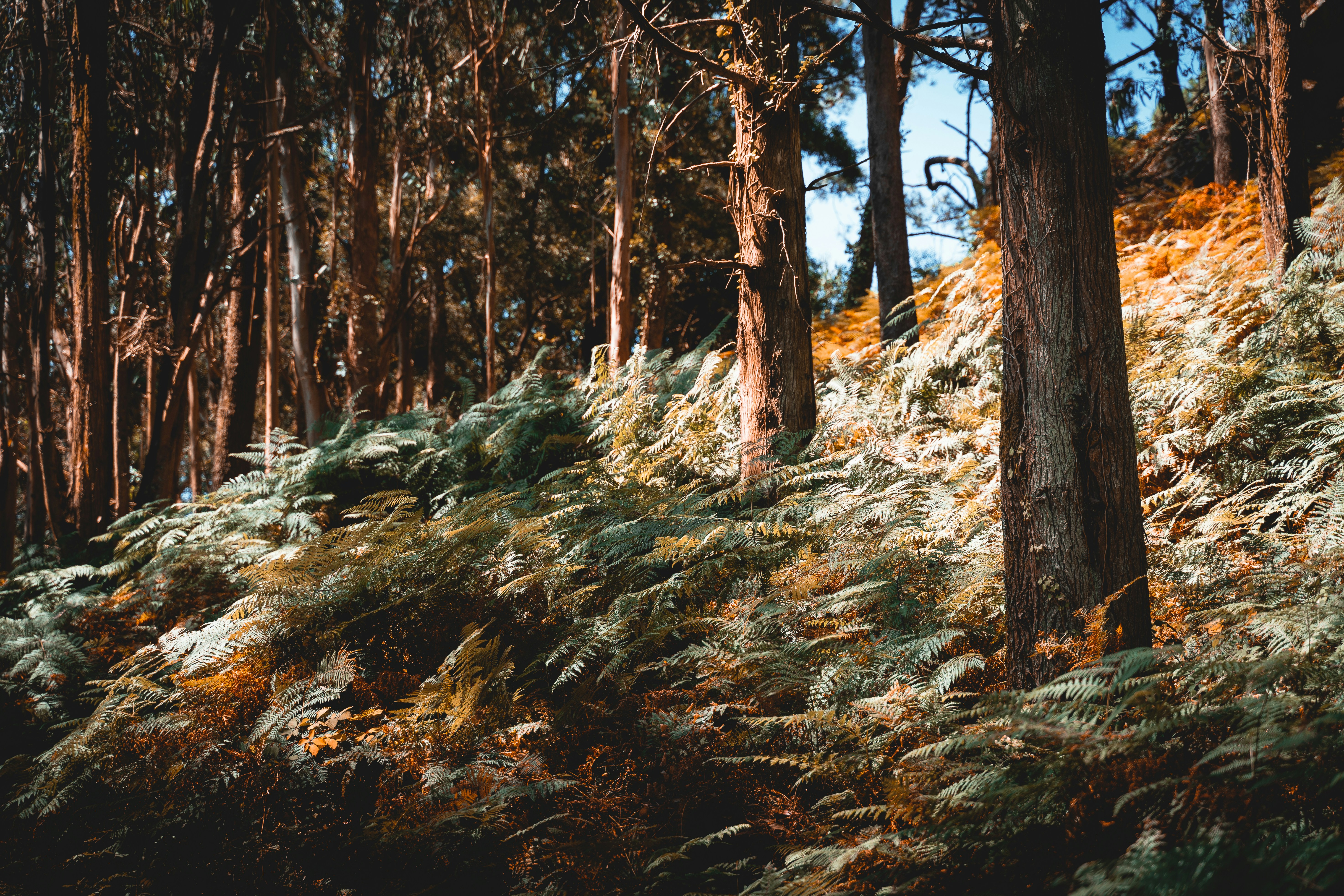 Whispers of the Woodland Breeze