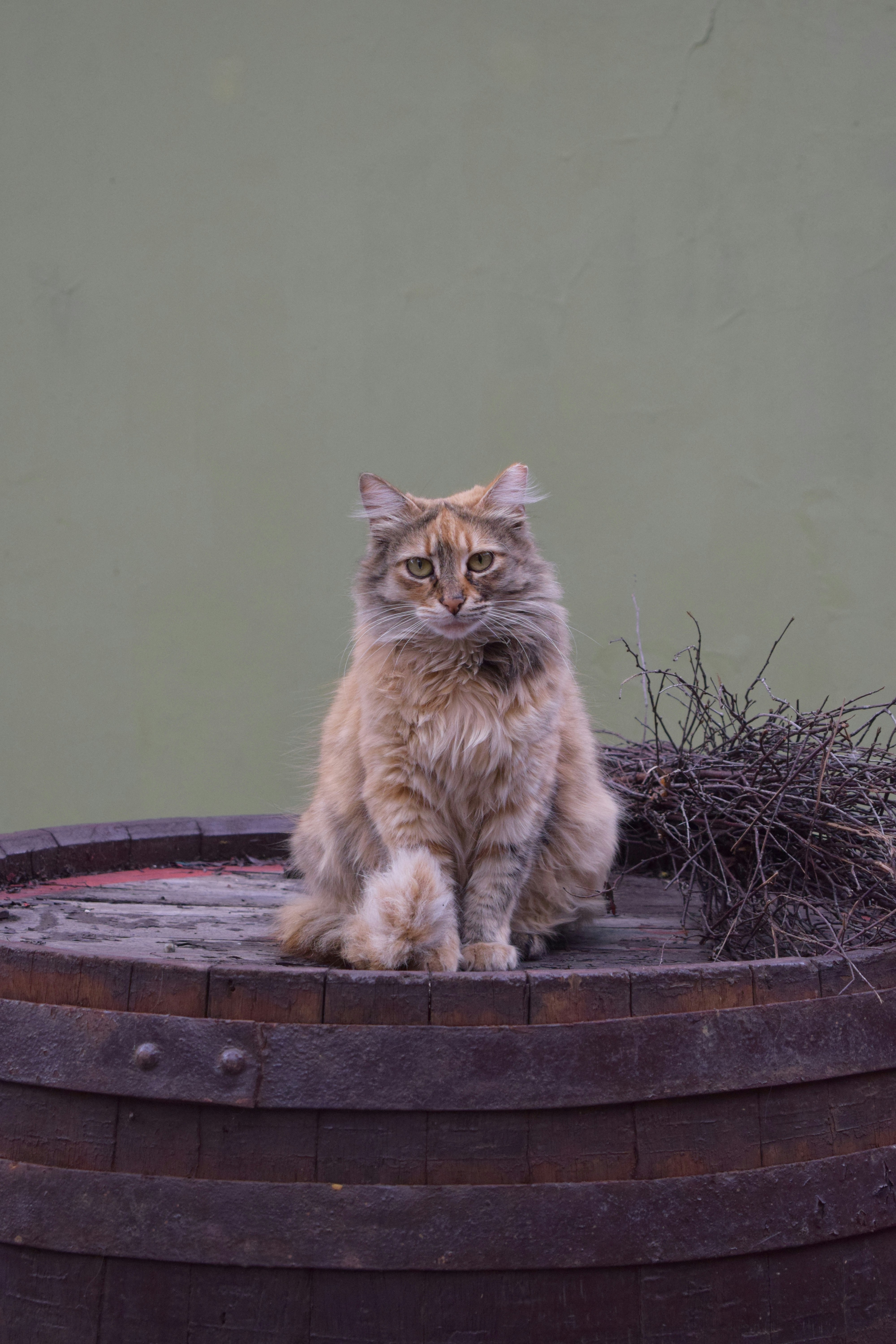 Amber Tabby Sentinel on a Weathered Barrel