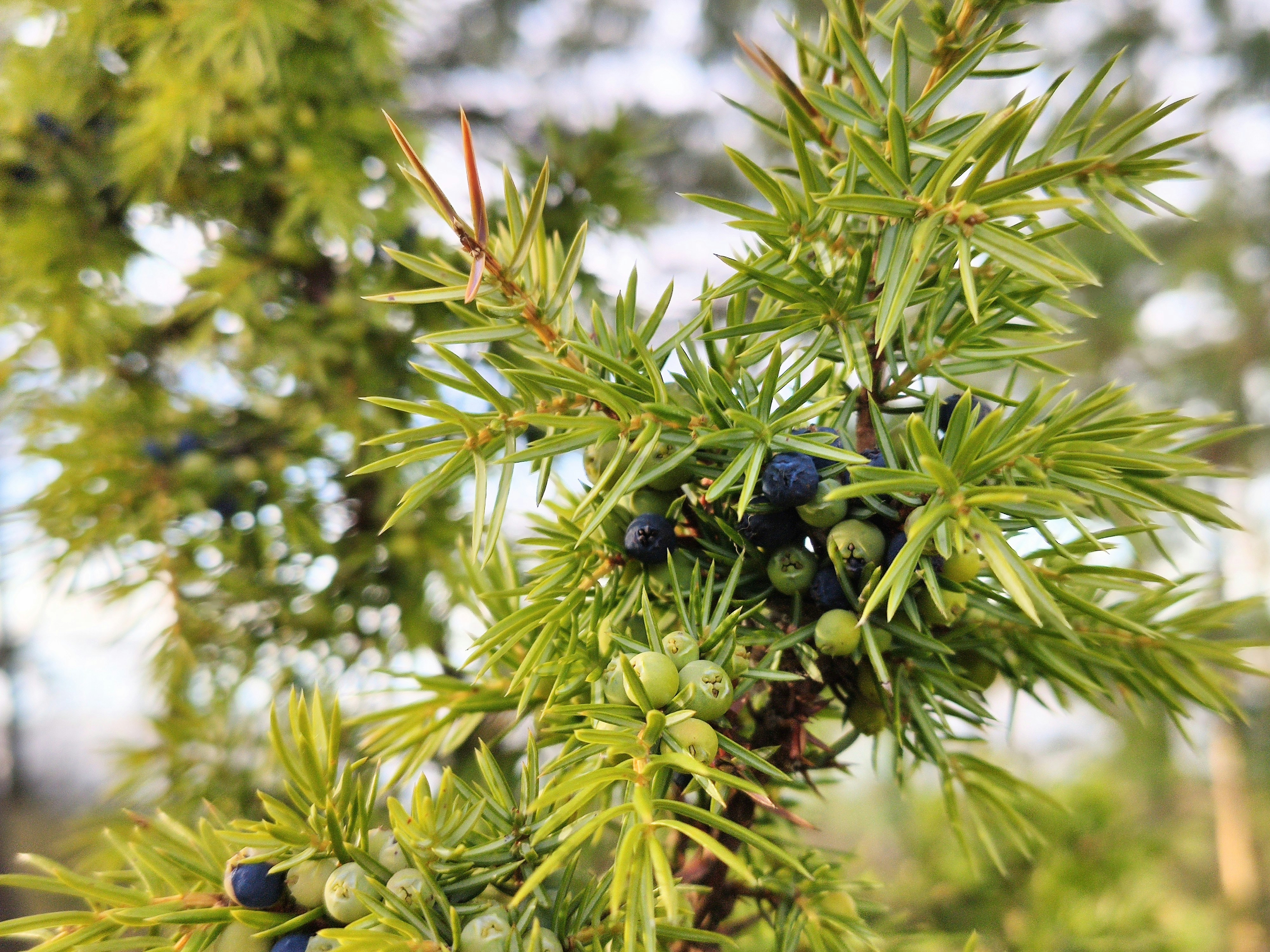 Blue Berries Among Green Needles: A Close-Up of Quiet Conifer Life