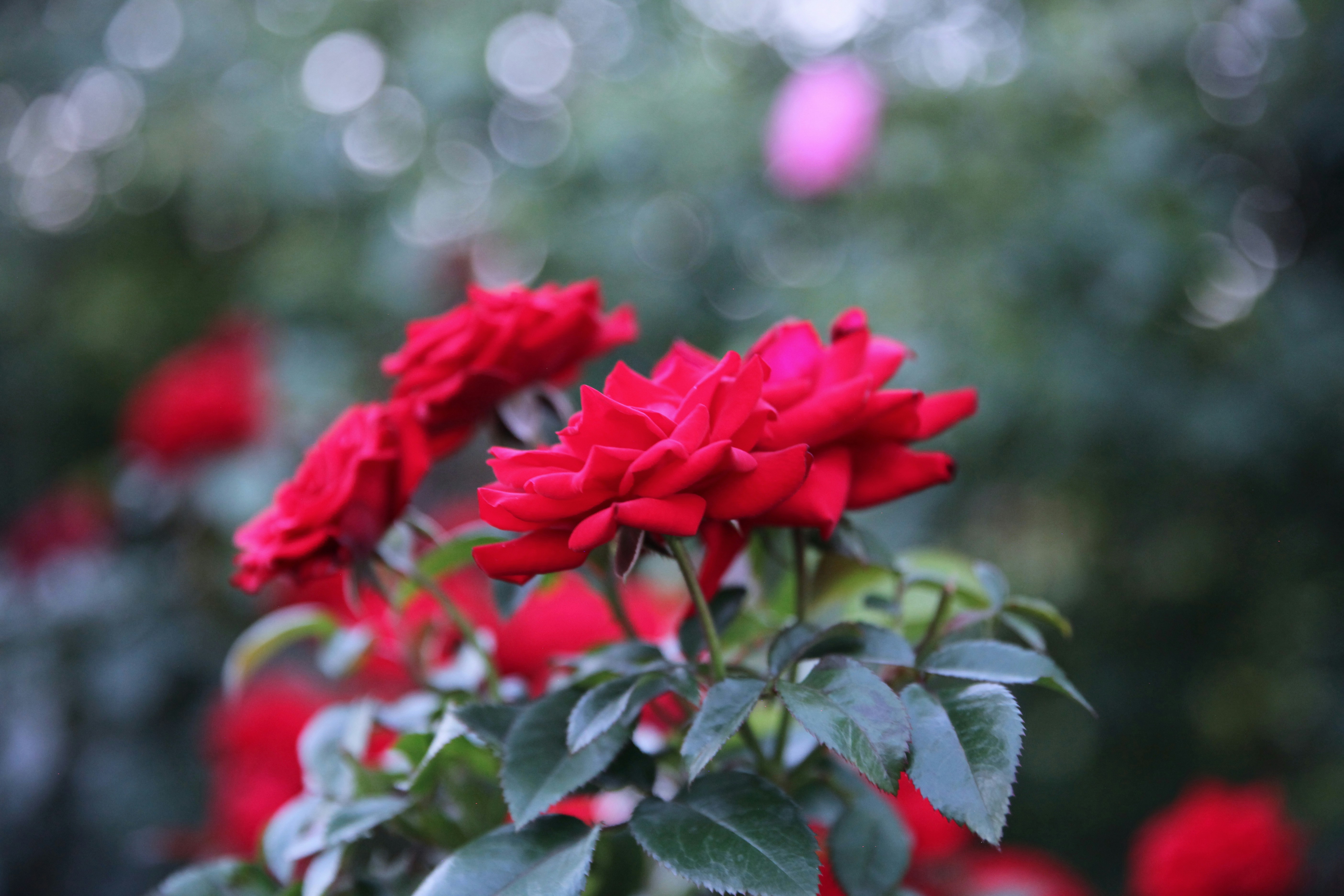 Red roses in tilt shift lens photo – Free Red roses wallpaper Image on ...