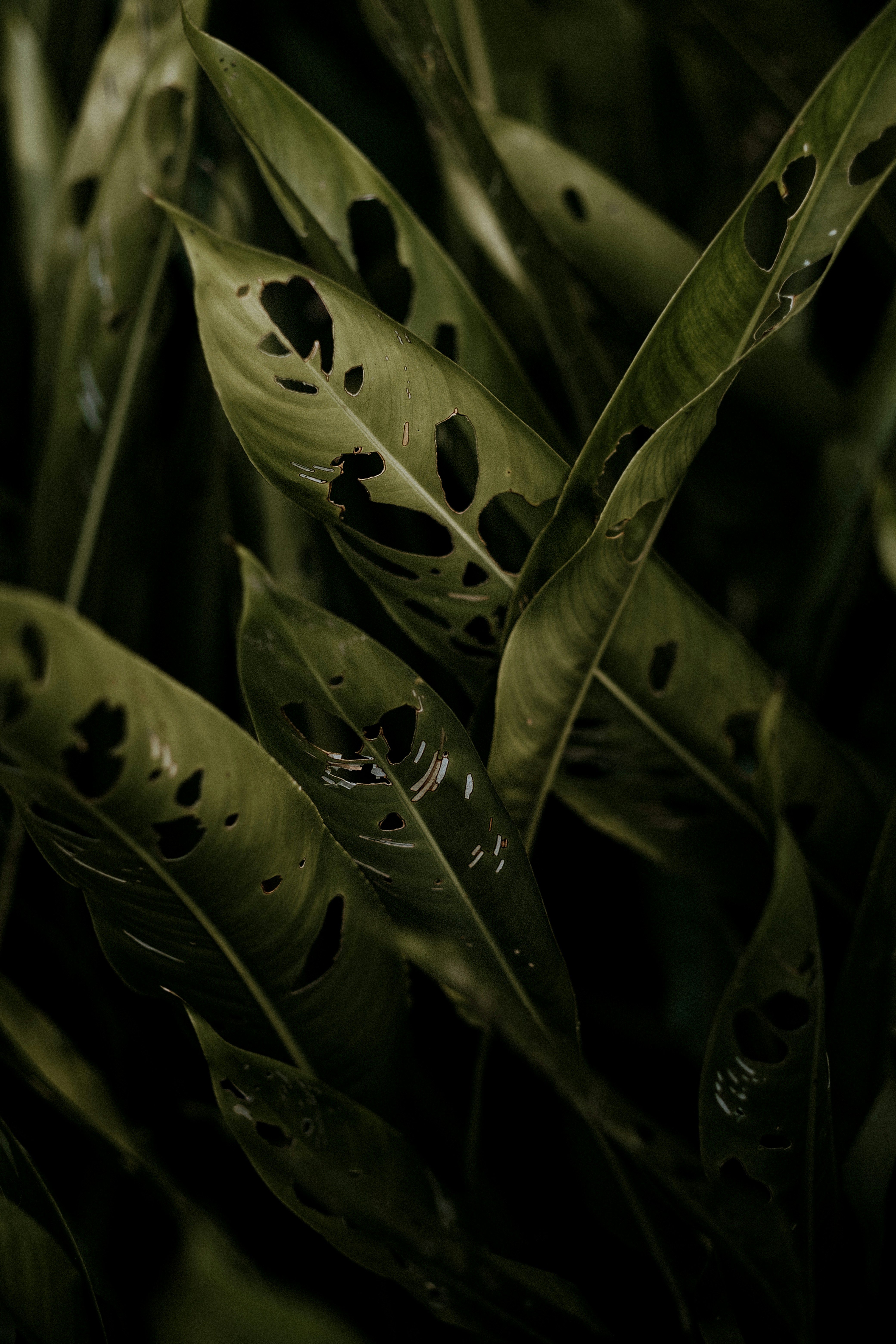 Tattered Indigo: Dark Leaves with Holes