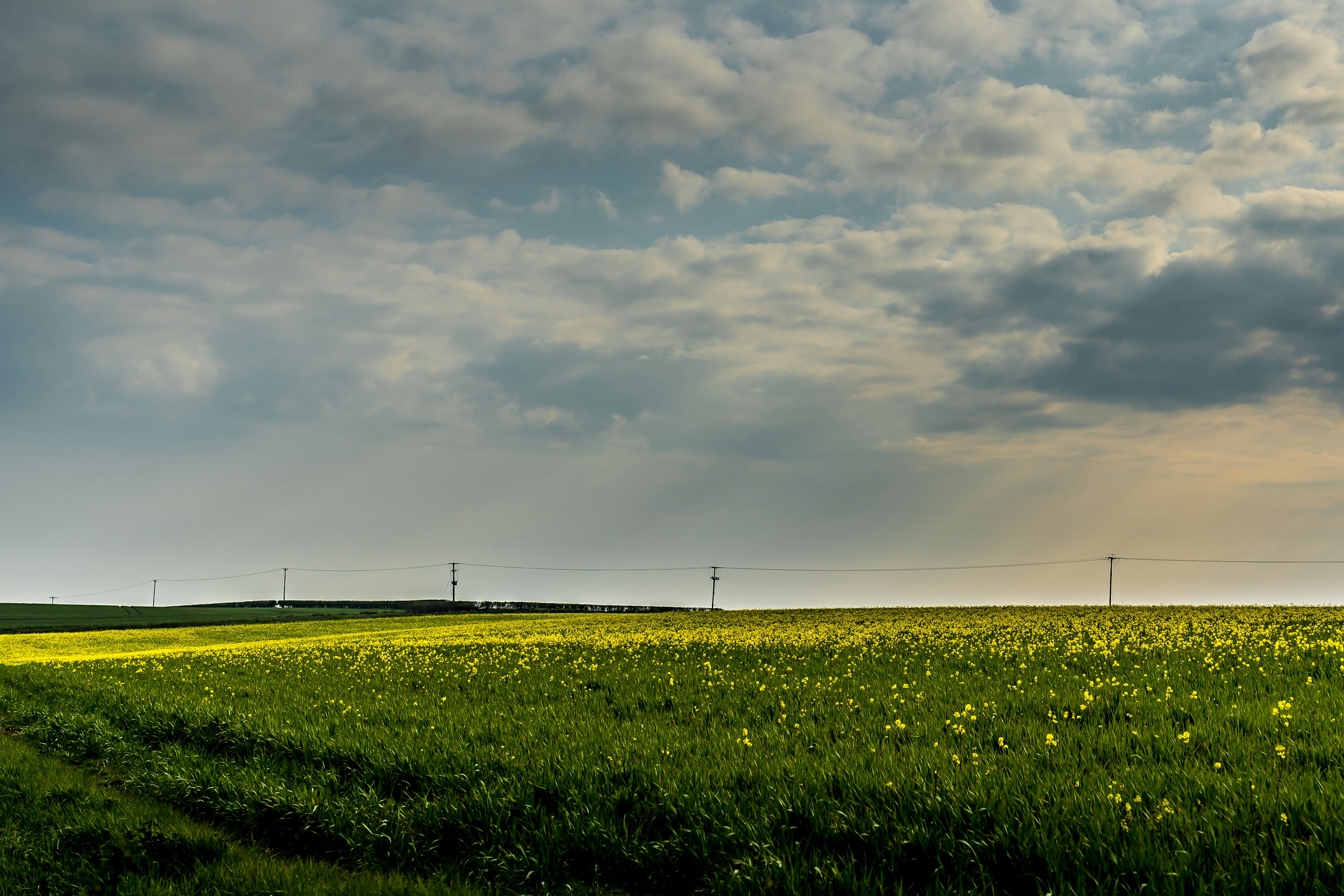 Vibrant yellow flowers stretch across a lush green field under a moody sky, with distant power lines marking the horizon.
