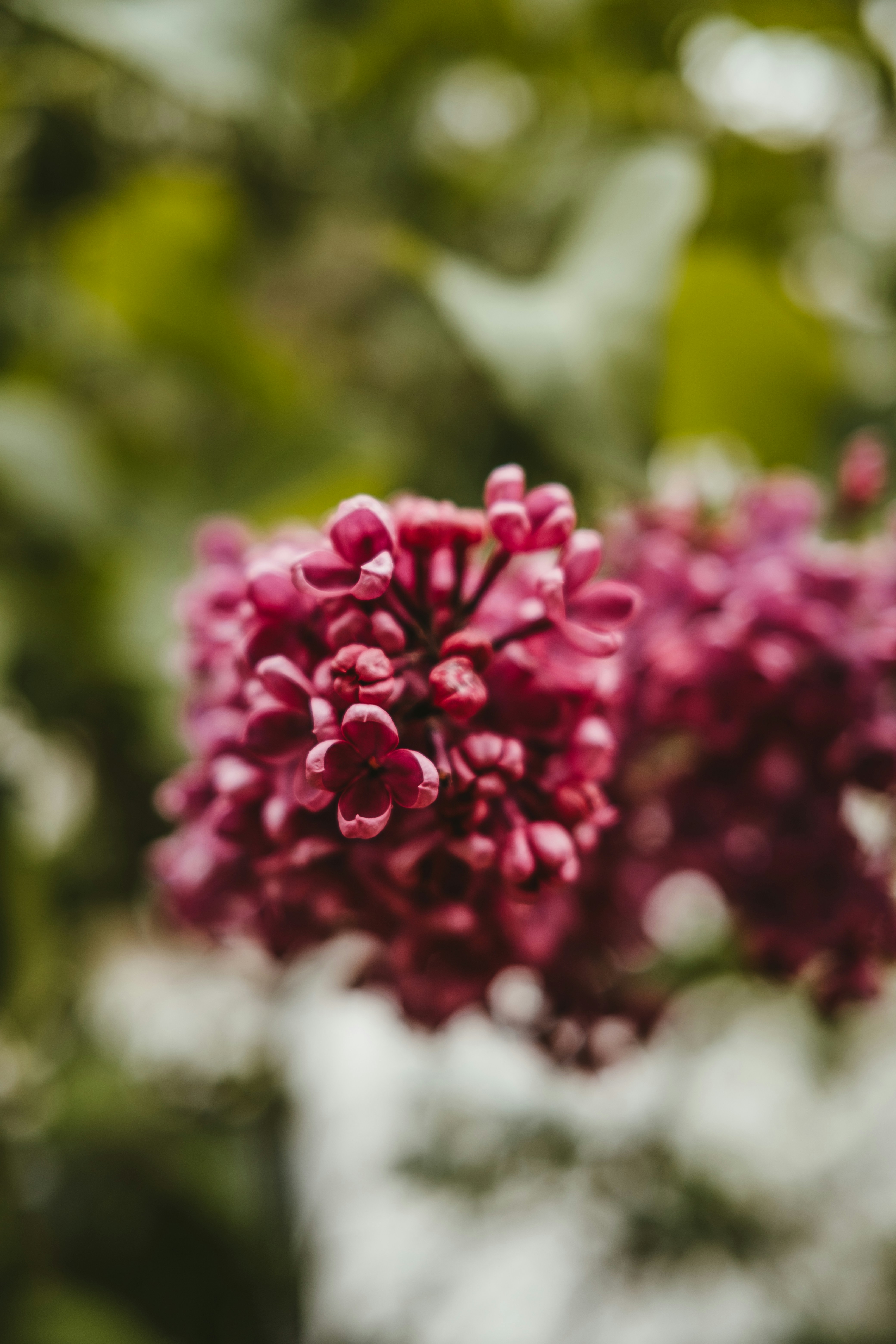 Crimson Cluster in Focus: A Quiet Bloom Amid Blurred Green