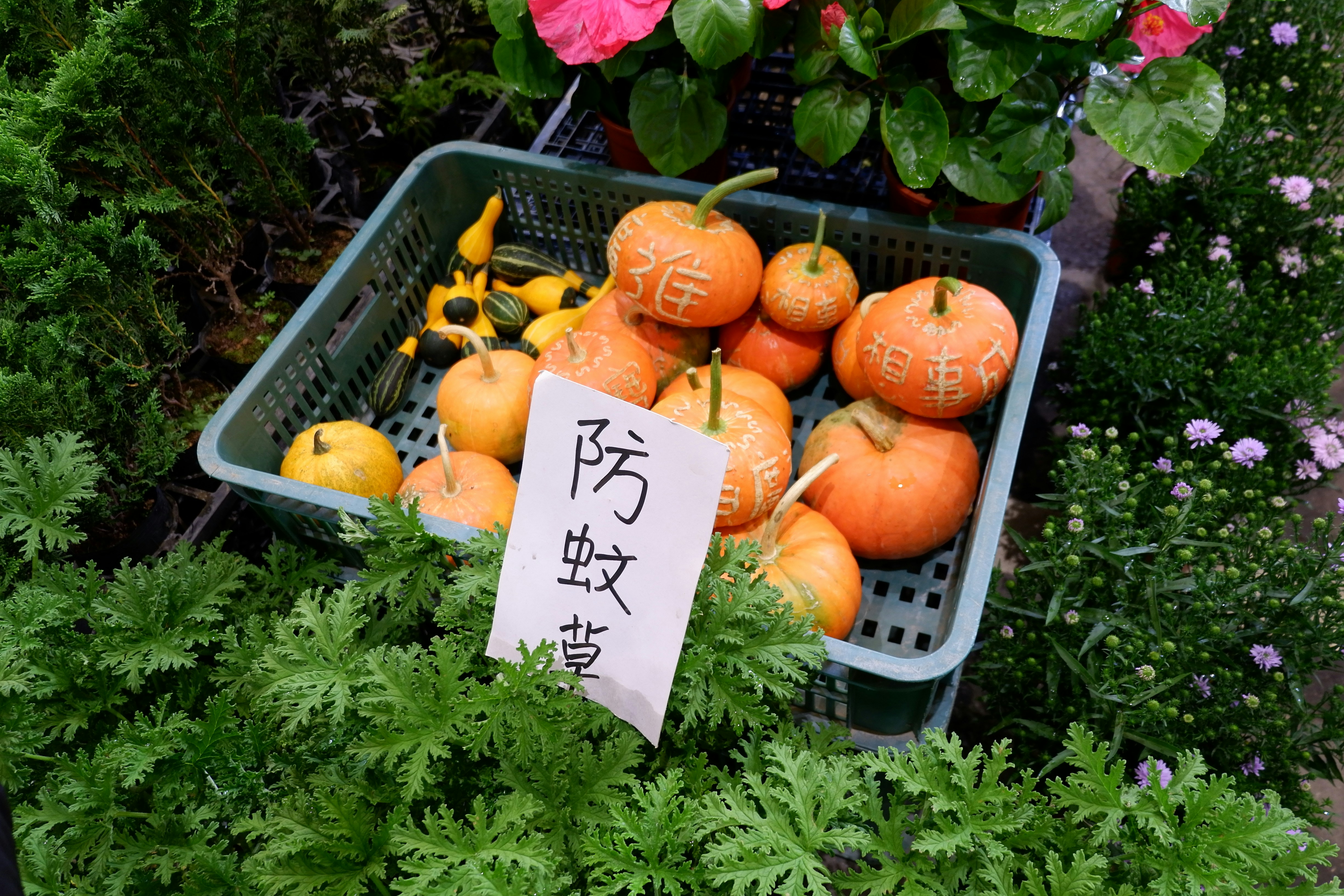 Pumpkin Crate Beneath a Handwritten Sign, Surrounded by Garden Blooms