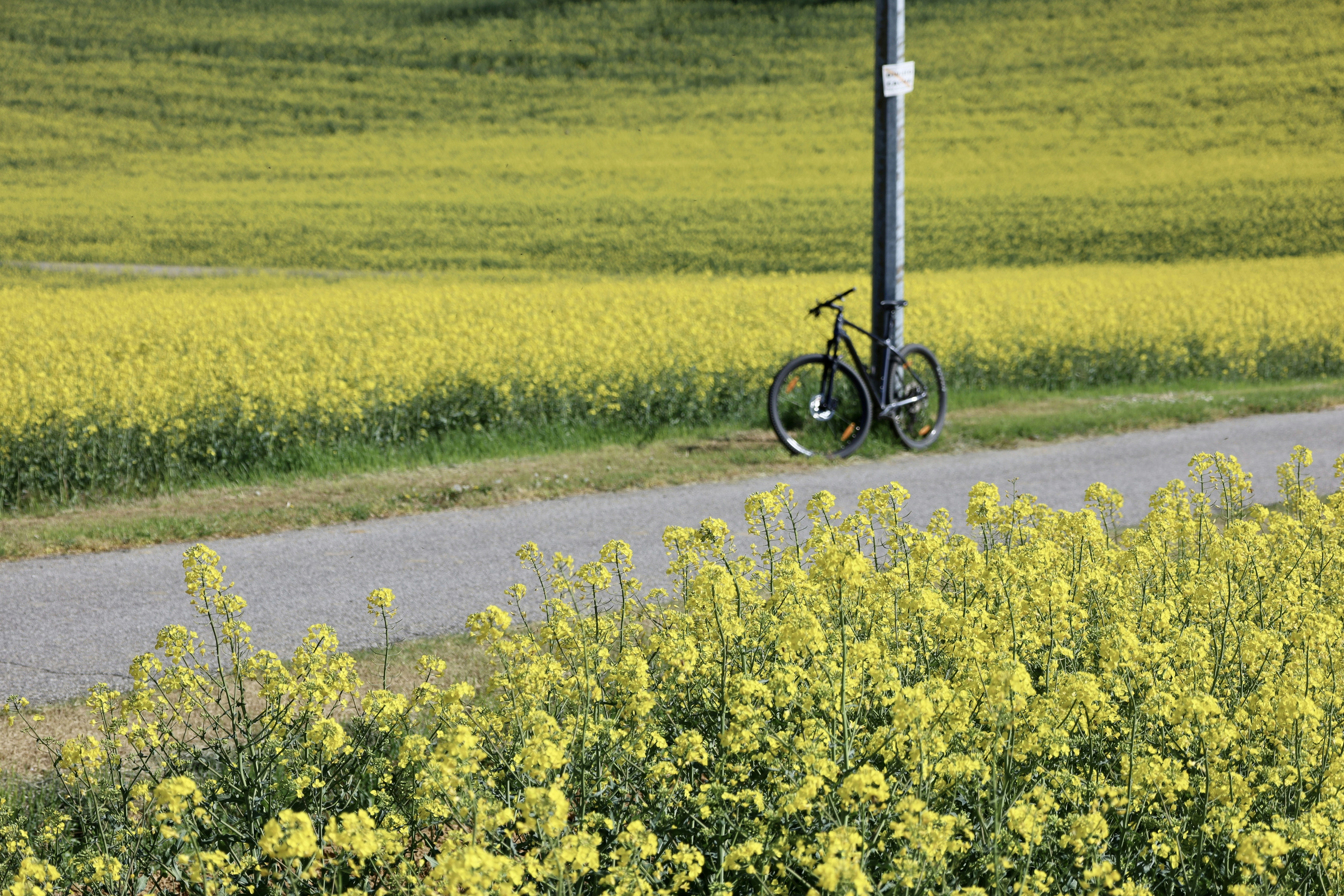 A bicycle rests beside a pole amidst a vibrant field of yellow flowers, with a winding path in the background.