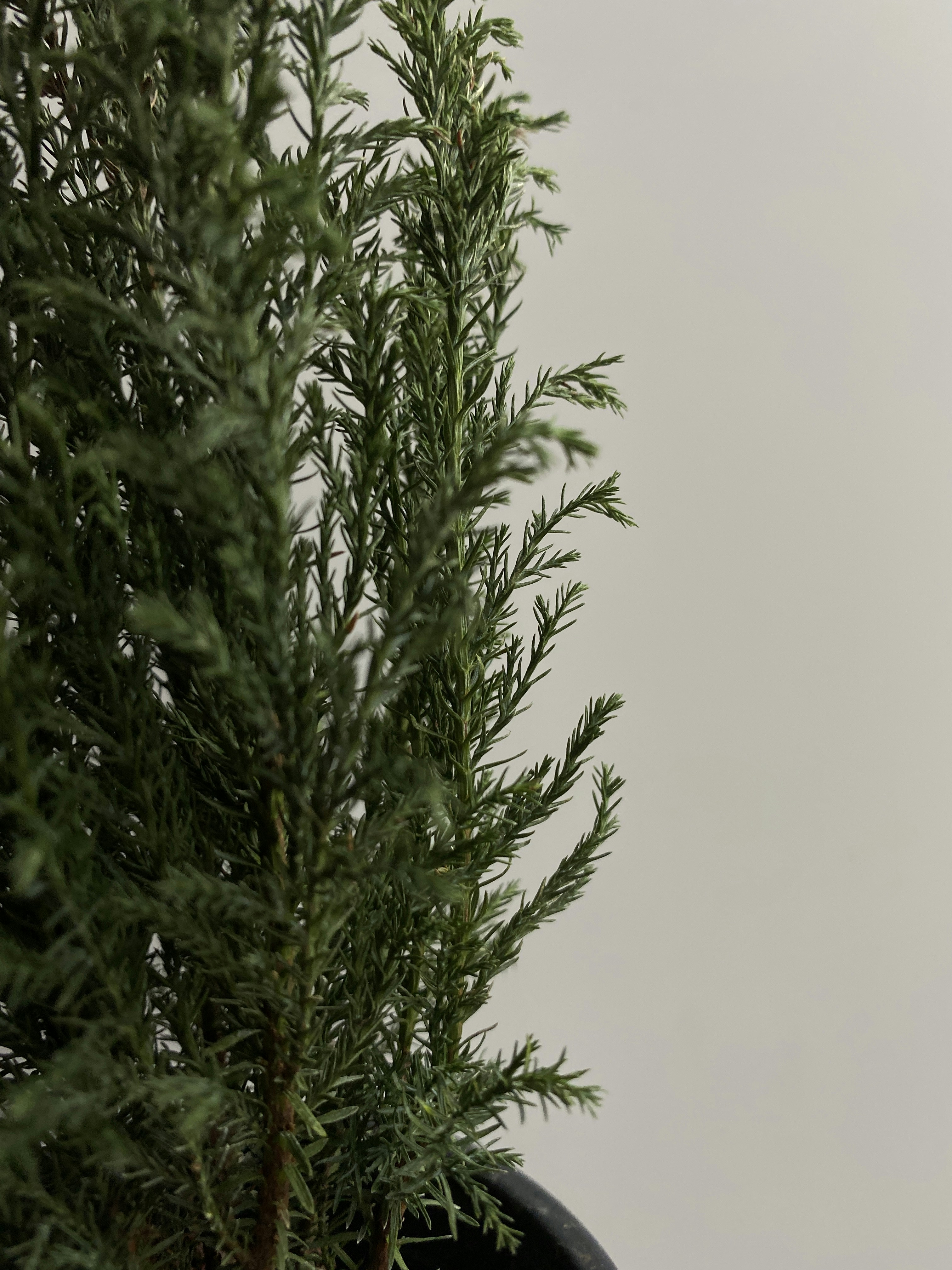 Studio Quiet: A Petite Evergreen Reaching Into Cream Light
