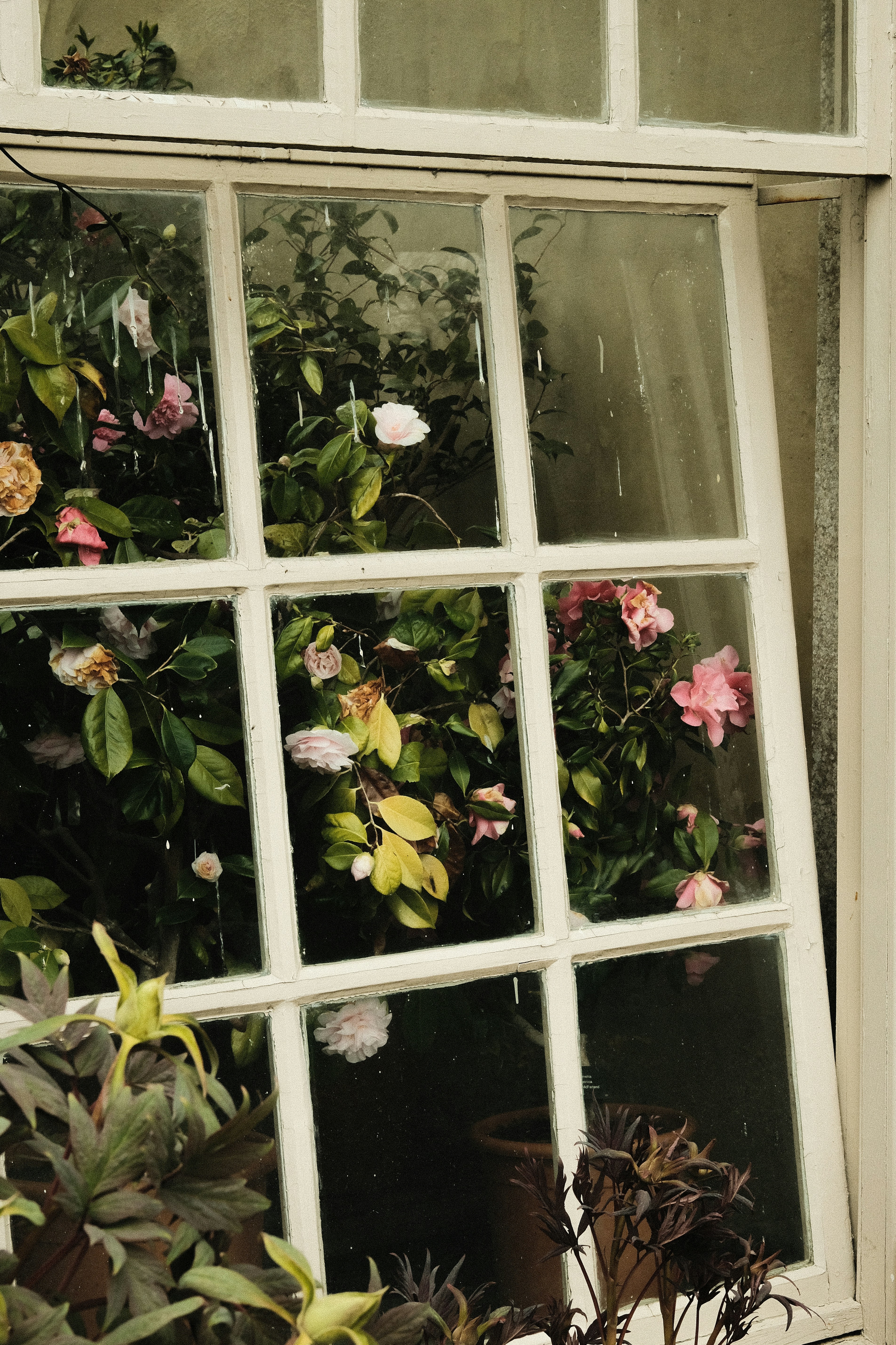 Colorful blooms peek through a partially open window, adorned with raindrops that enhance their vibrancy. The scene captures the tranquil beauty of nature indoors.