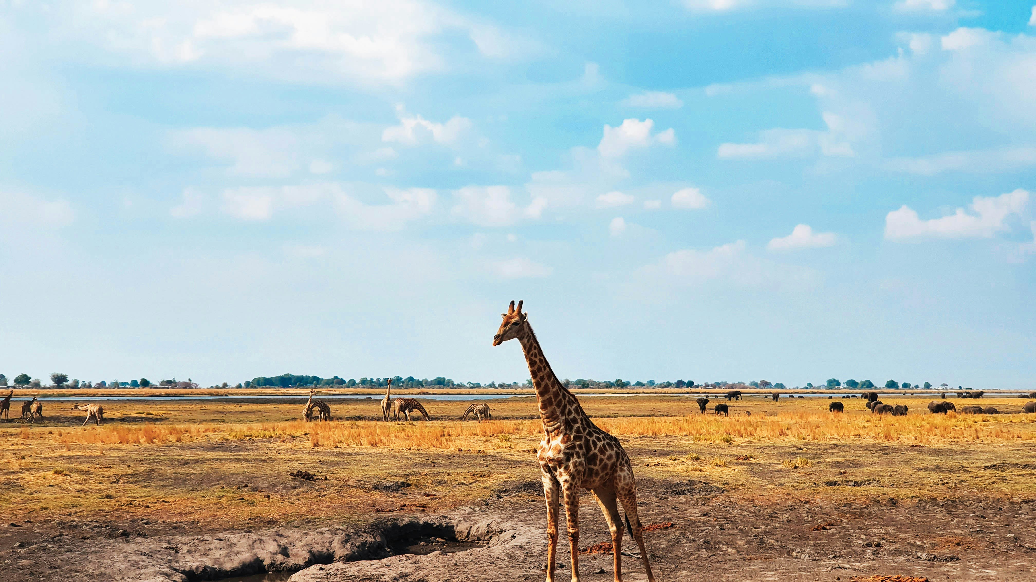 Giraffe Beacon on the Savannah: A Lone Silhouette Beneath the Wide Sky