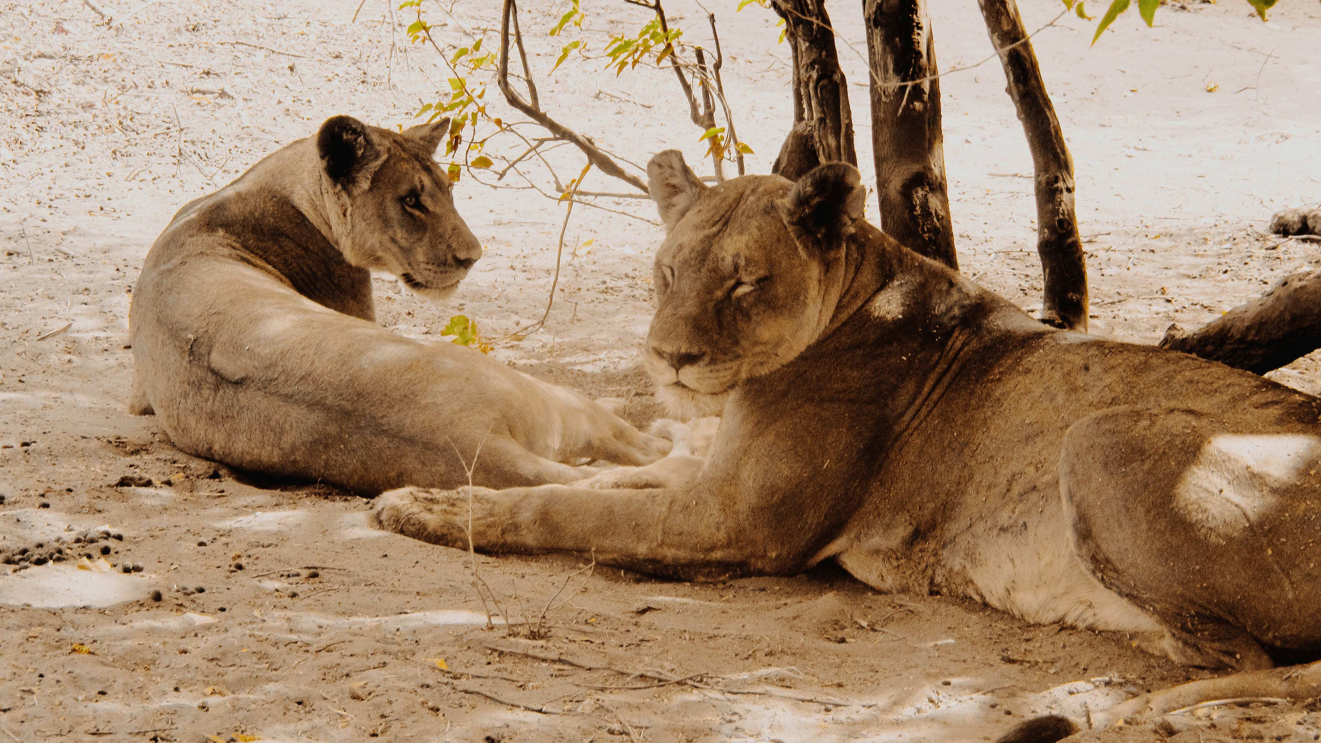 Resting Lions Under Sparse Shade: A Serengeti Pause