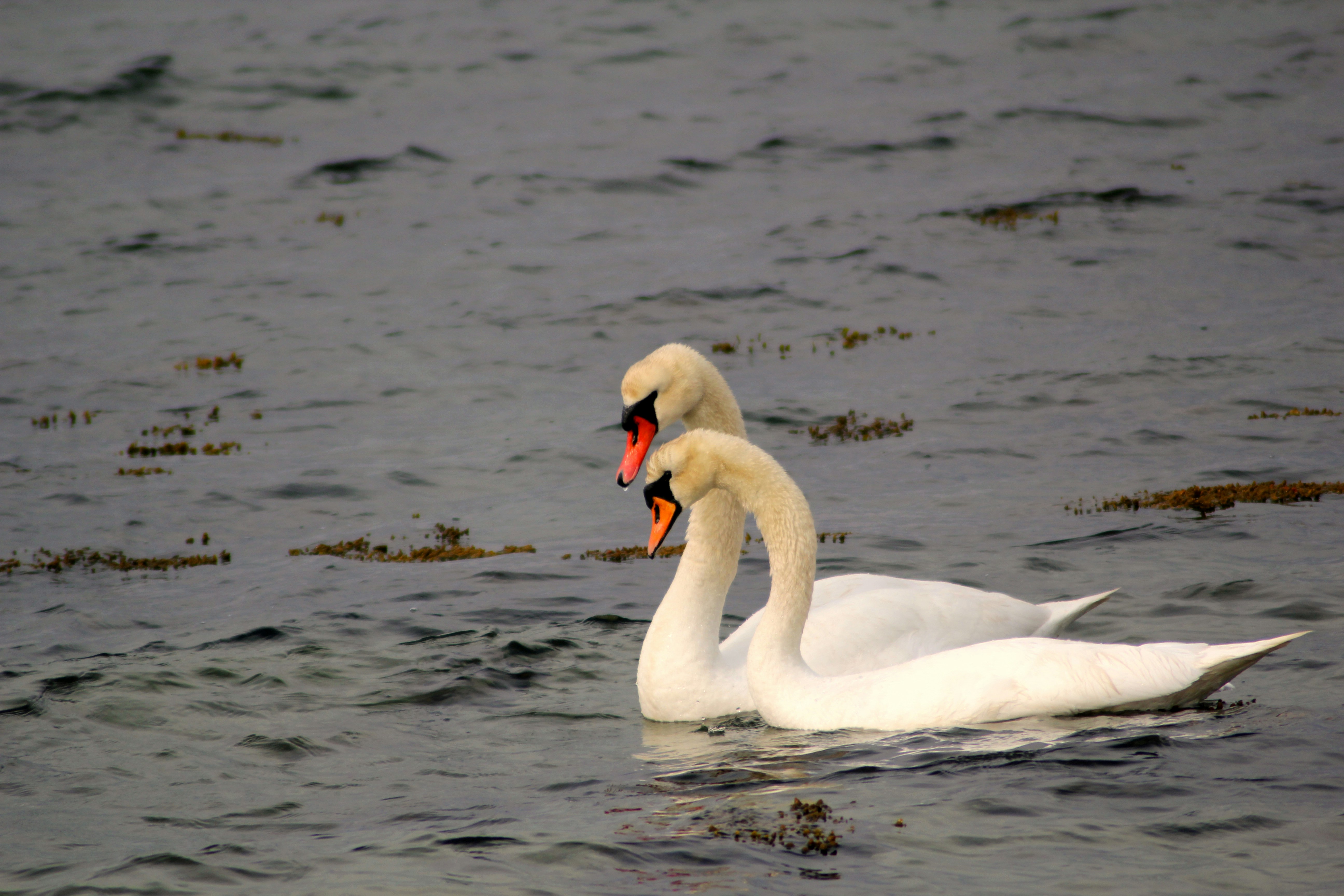 Graceful Companions in Tranquil Waters