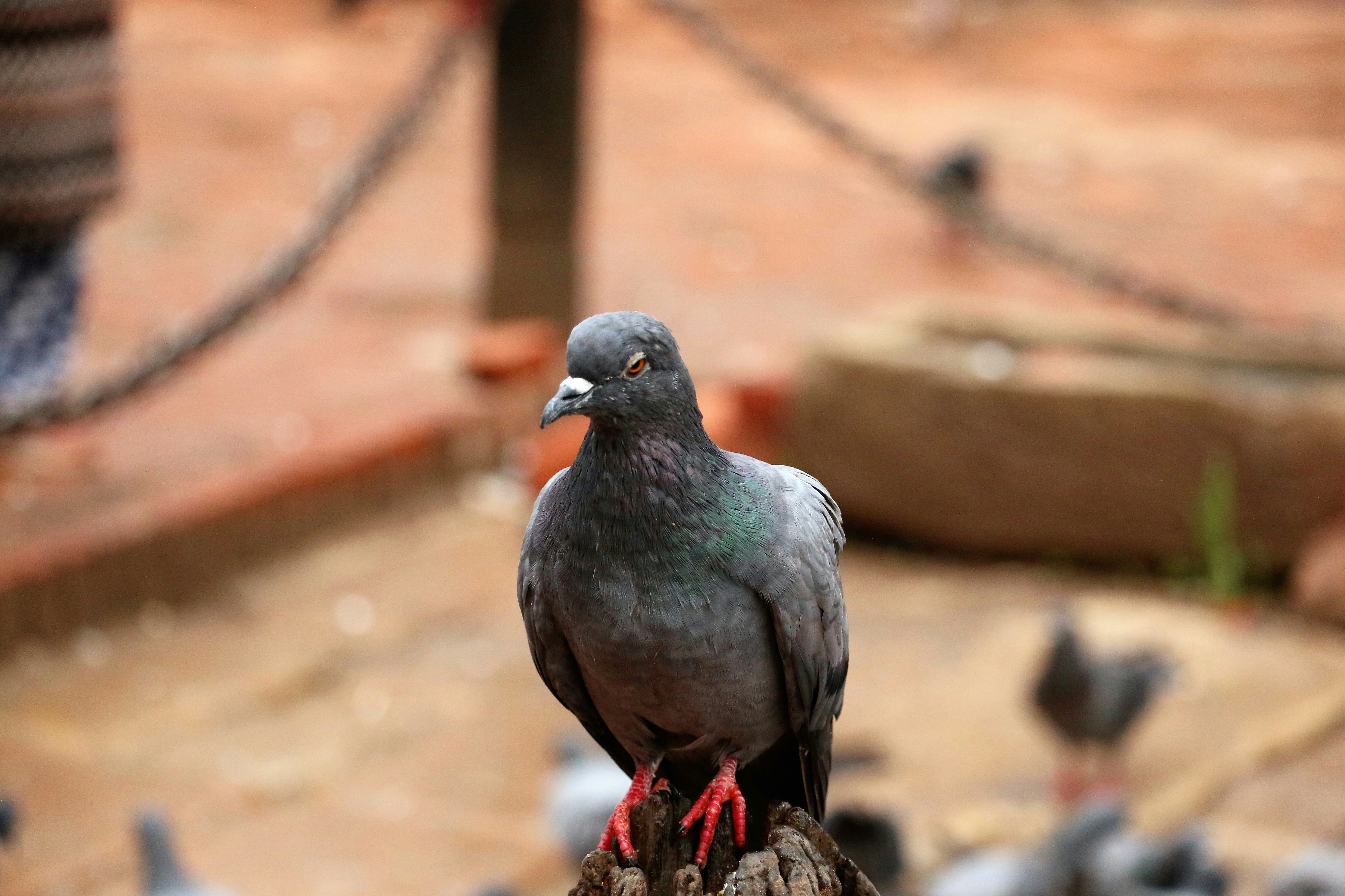 Pigeon perched on a stone post in a city square with blurred background.