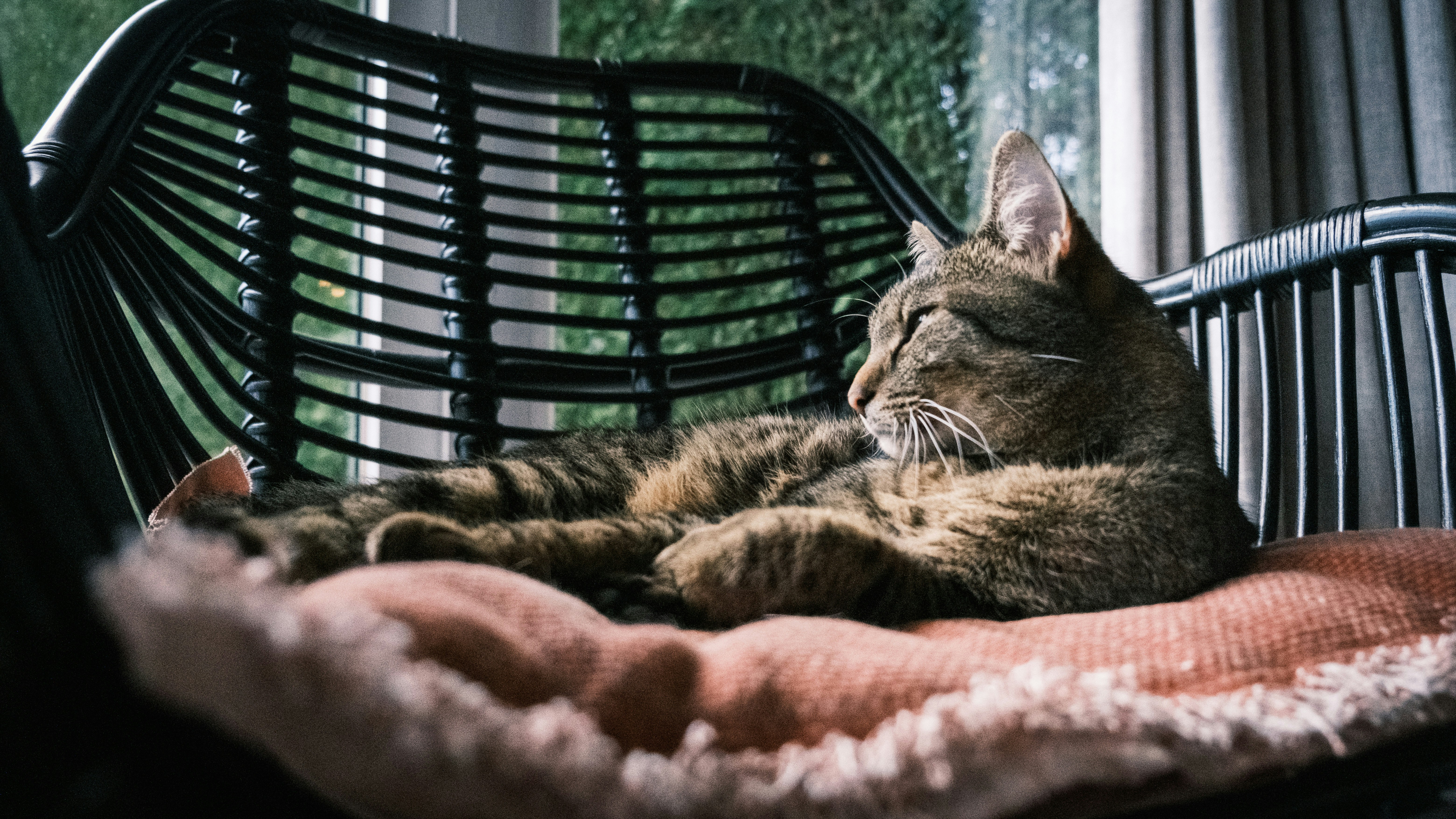 Brown tabby cat lounging on a cozy cushion in a wicker chair by a window.