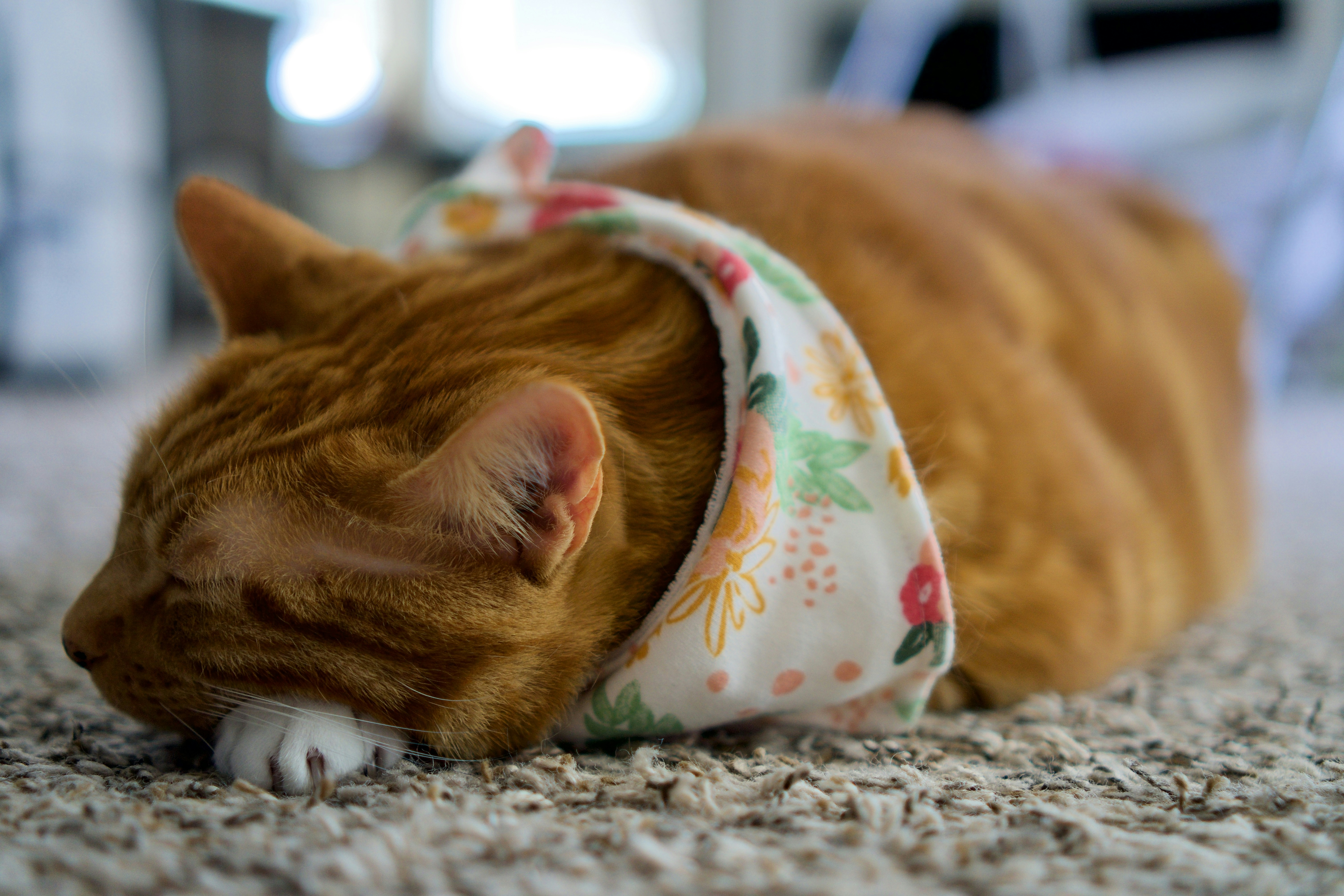 orange tabby cat lying on white and blue floral pillow