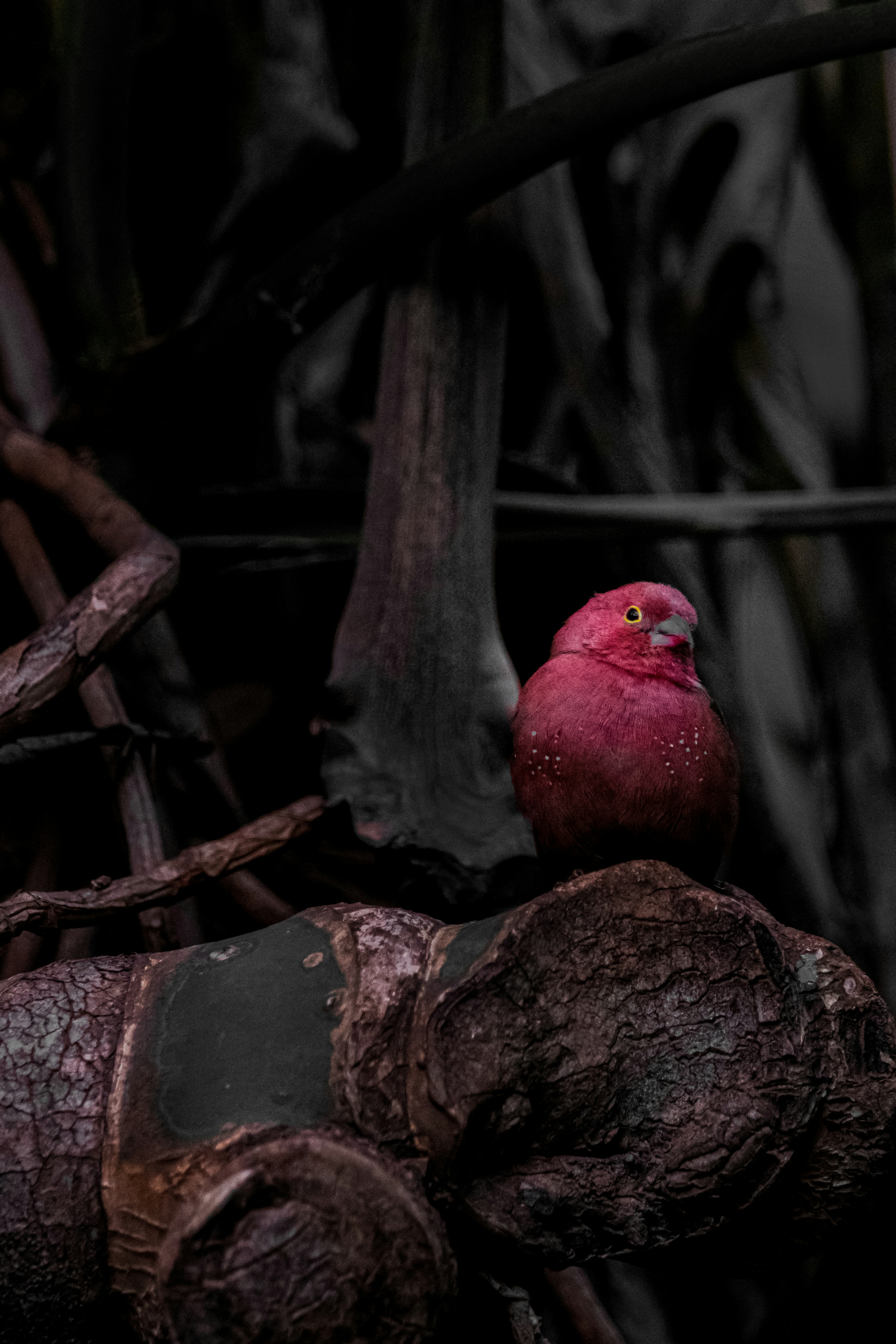 A vibrant pink bird perched on a textured log, surrounded by dark, intertwined branches. The scene captures a moment of tranquility in nature.