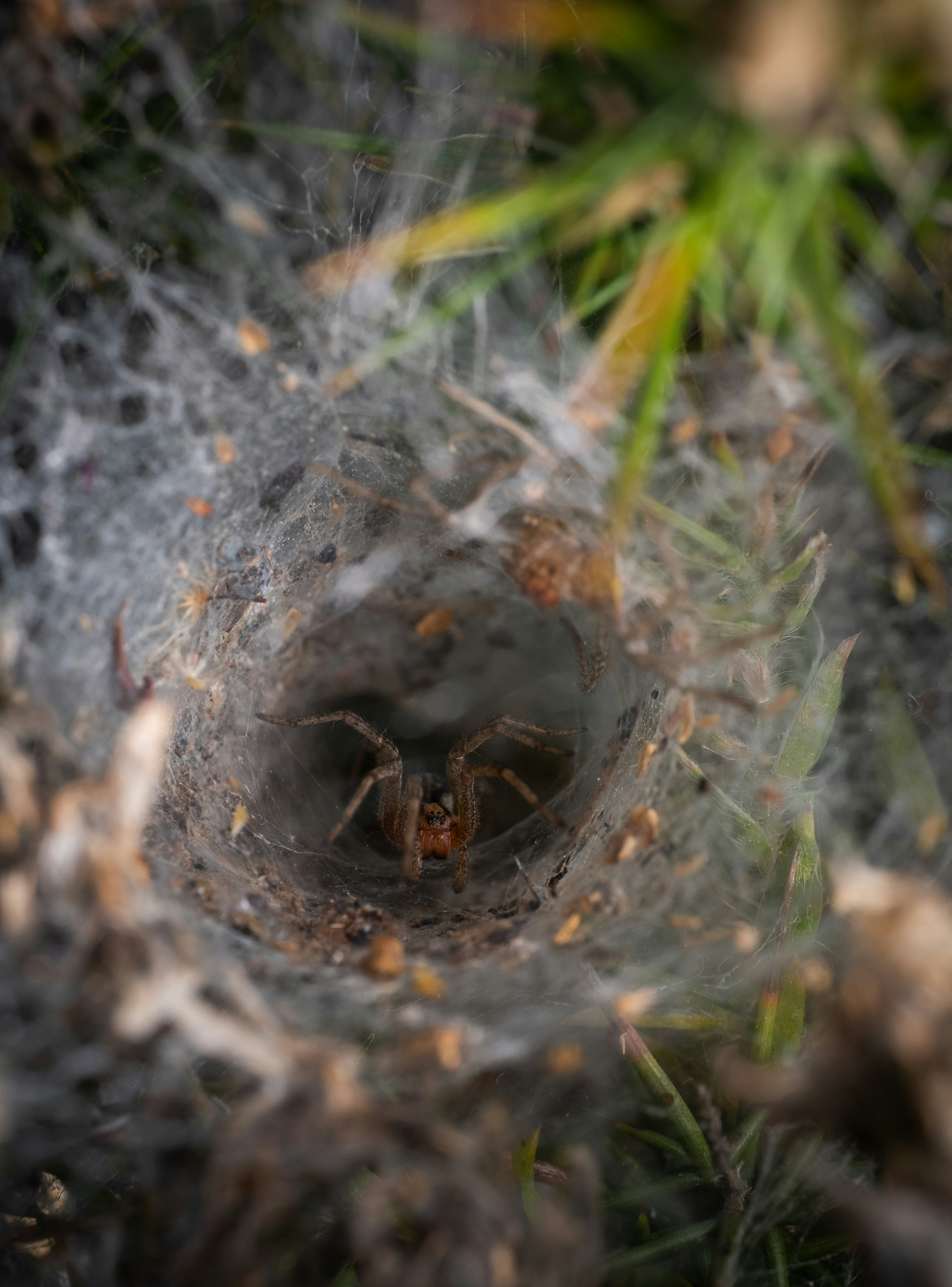 spider web on green grass during daytime