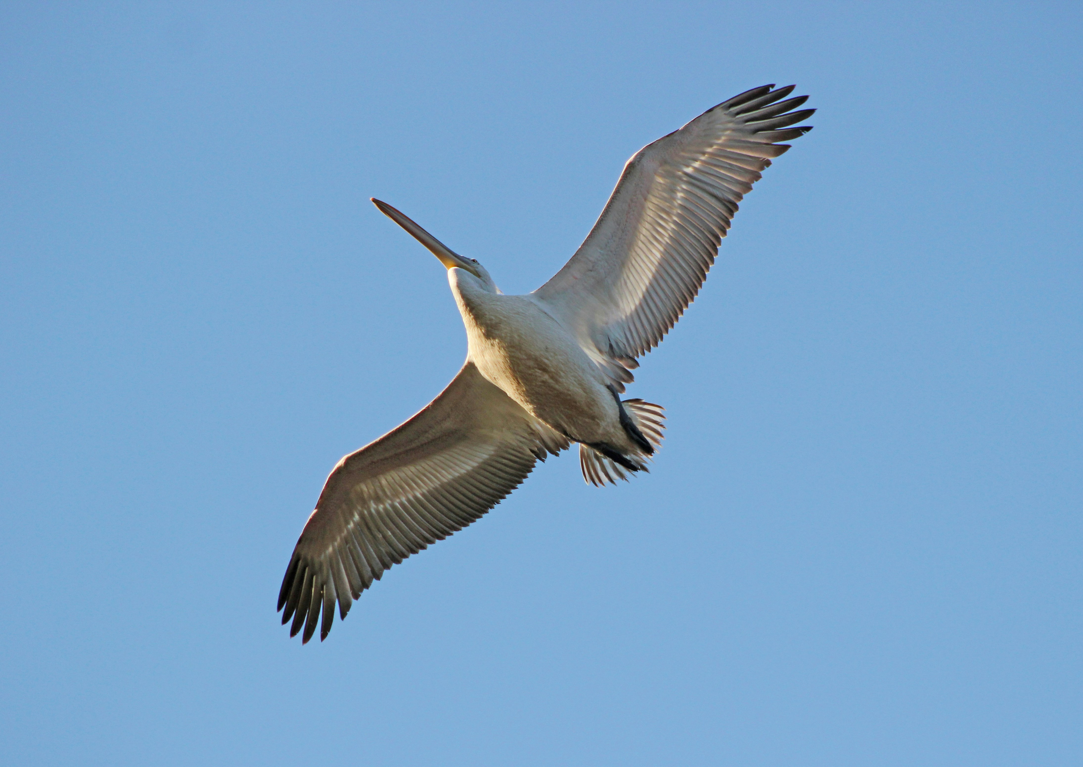 A pelican gliding gracefully against a clear blue sky, showcasing its expansive wingspan.
