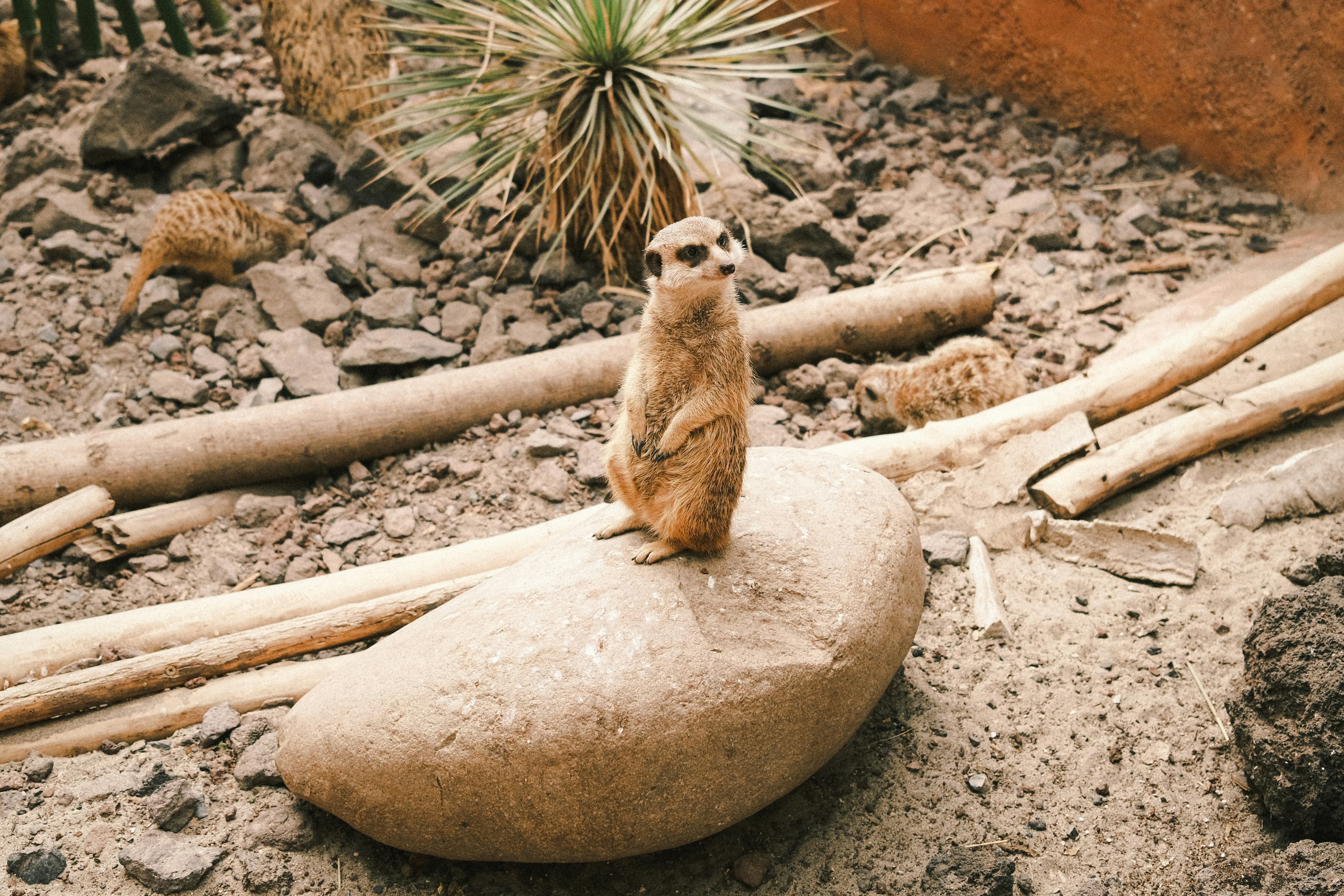 A meerkat stands alert on a large rock, surveying its surroundings in a natural habitat setting. The scene captures the essence of wildlife observation.