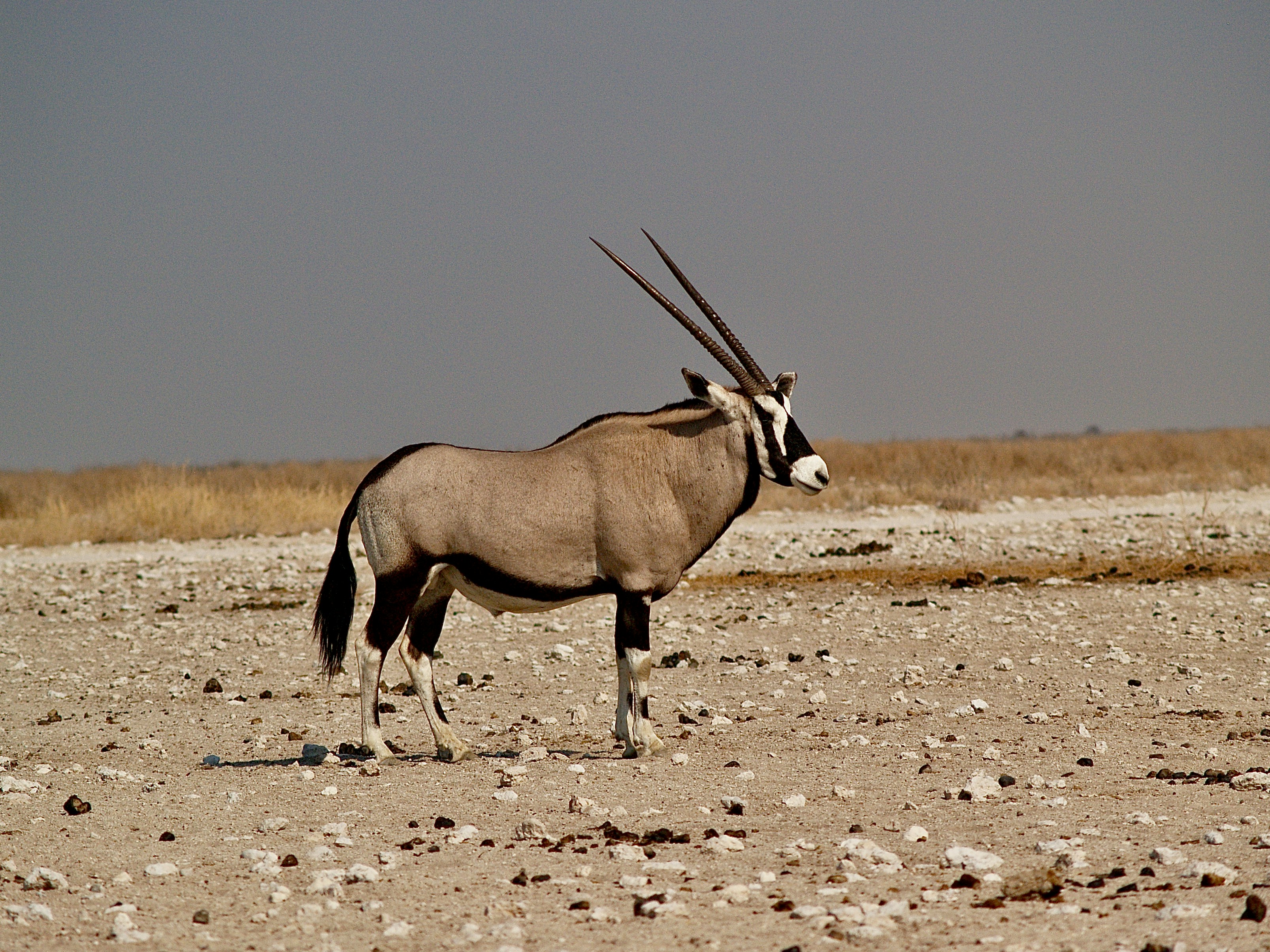 A lone oryx standing on a barren landscape, showcasing its striking horns against a muted backdrop. The scene captures the essence of resilience in arid environments.