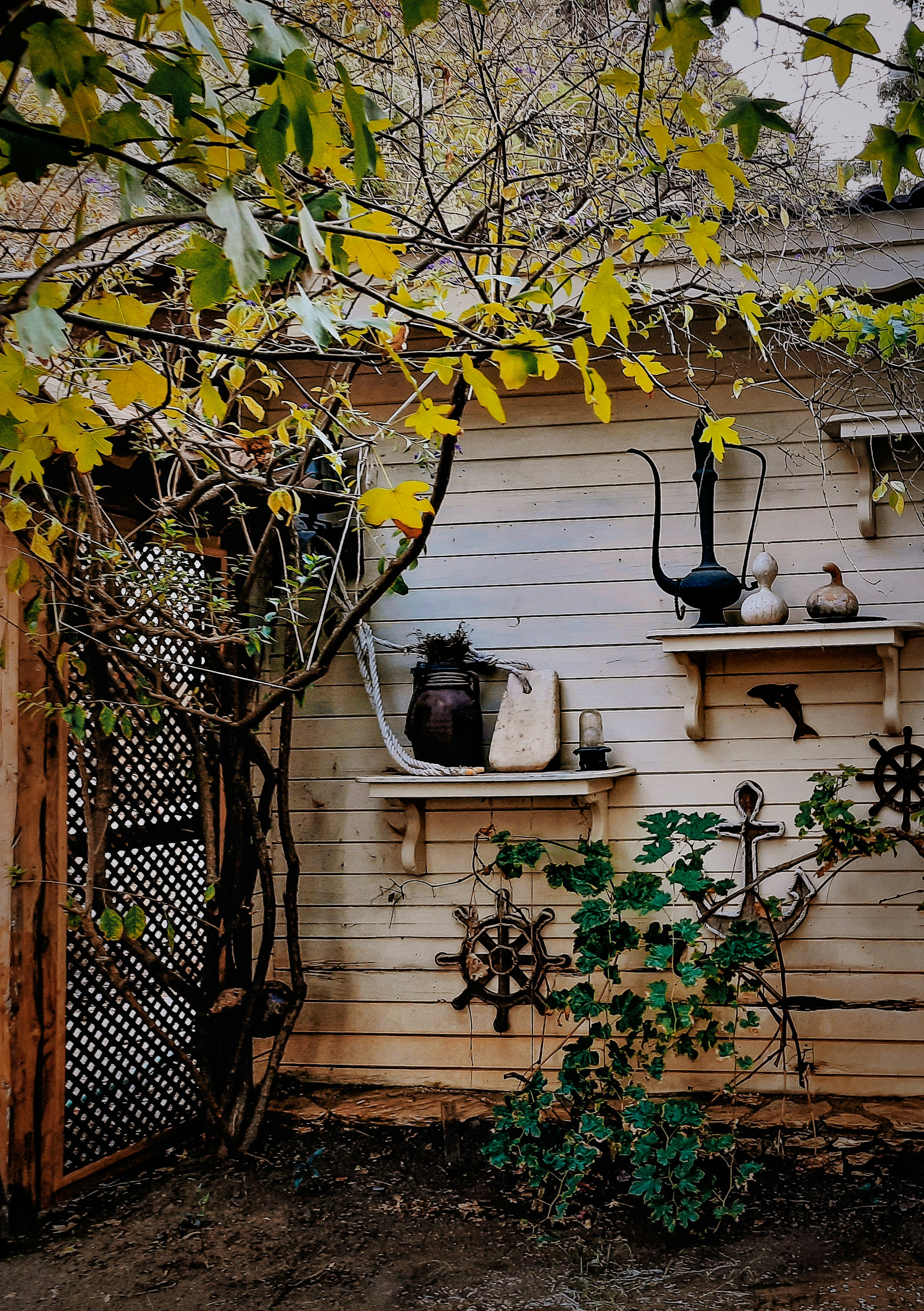 Weathered wooden wall with shelves holding pottery, a ship wheel, and climbing vines bathed in warm outdoor light.
