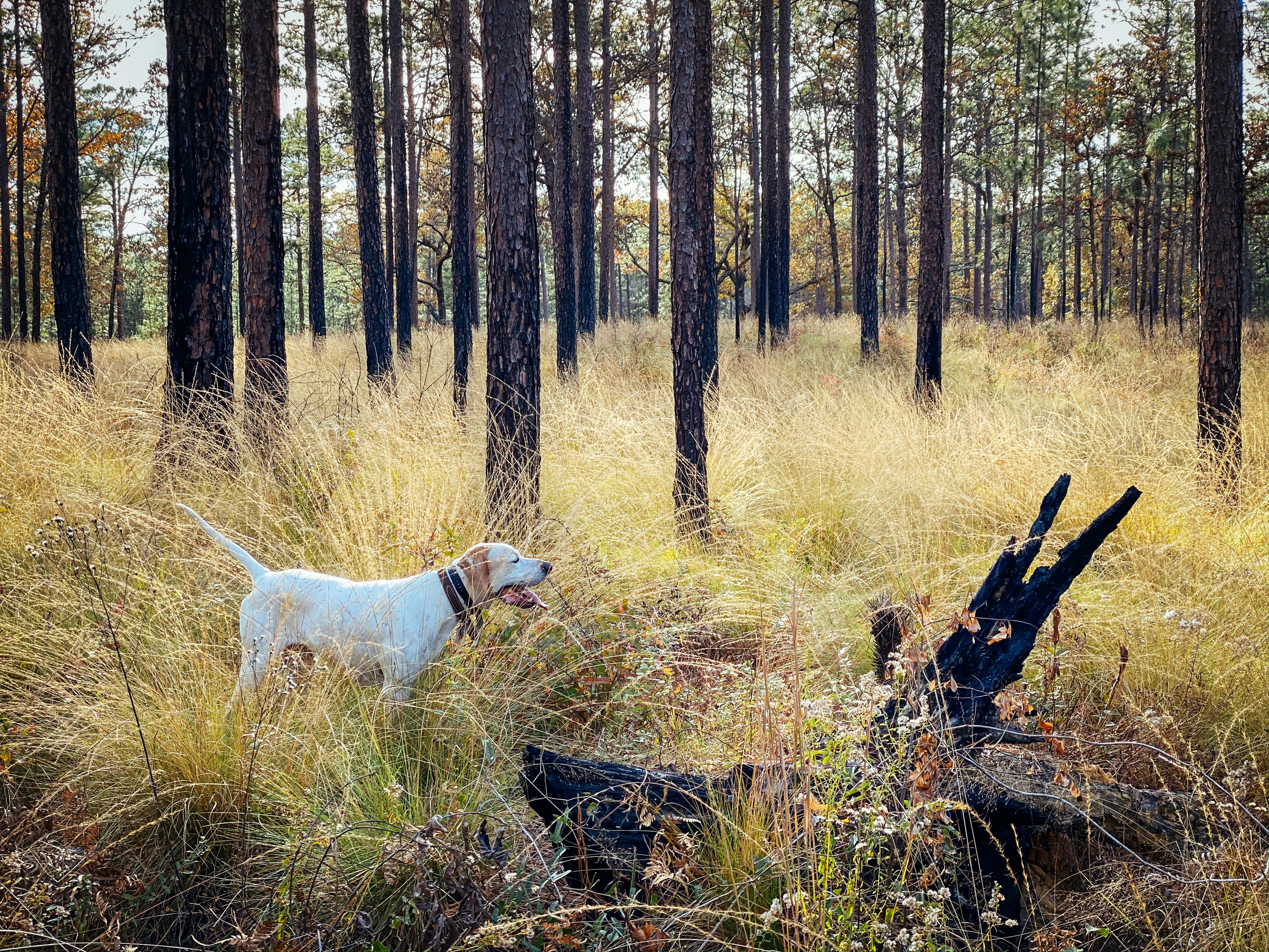 Echoes of Gold: A White Dog Explores a Sunlit Pine Meadow
