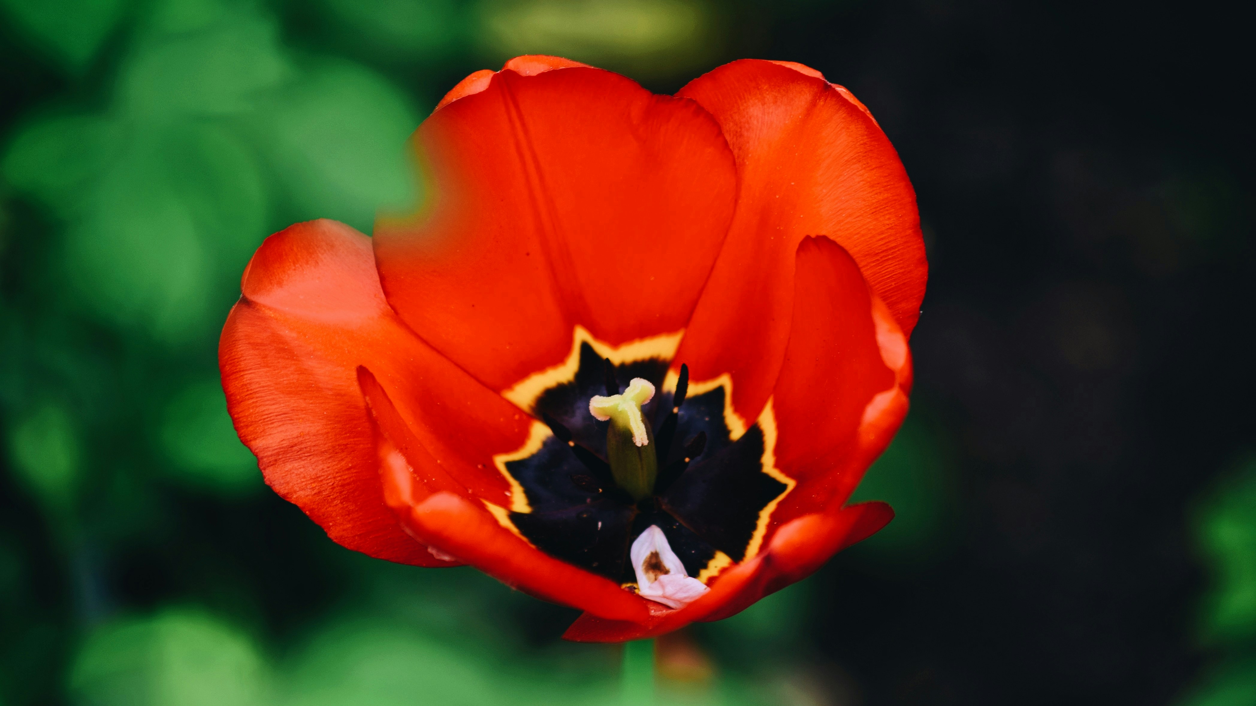 Crimson Tulip: Scarlet Petals Framed by Verdant Blur
